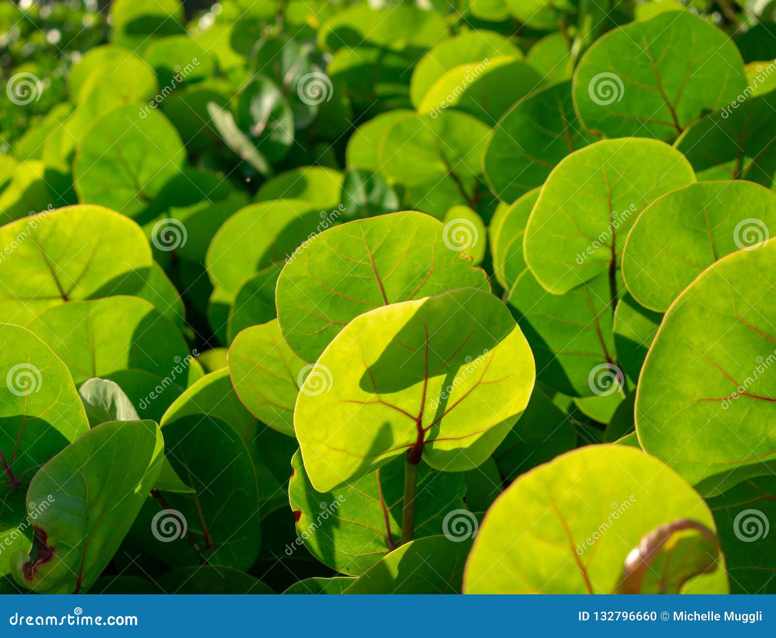 Textura Verde Redonda De Las Hojas Foto de archivo - Imagen de cubo ...