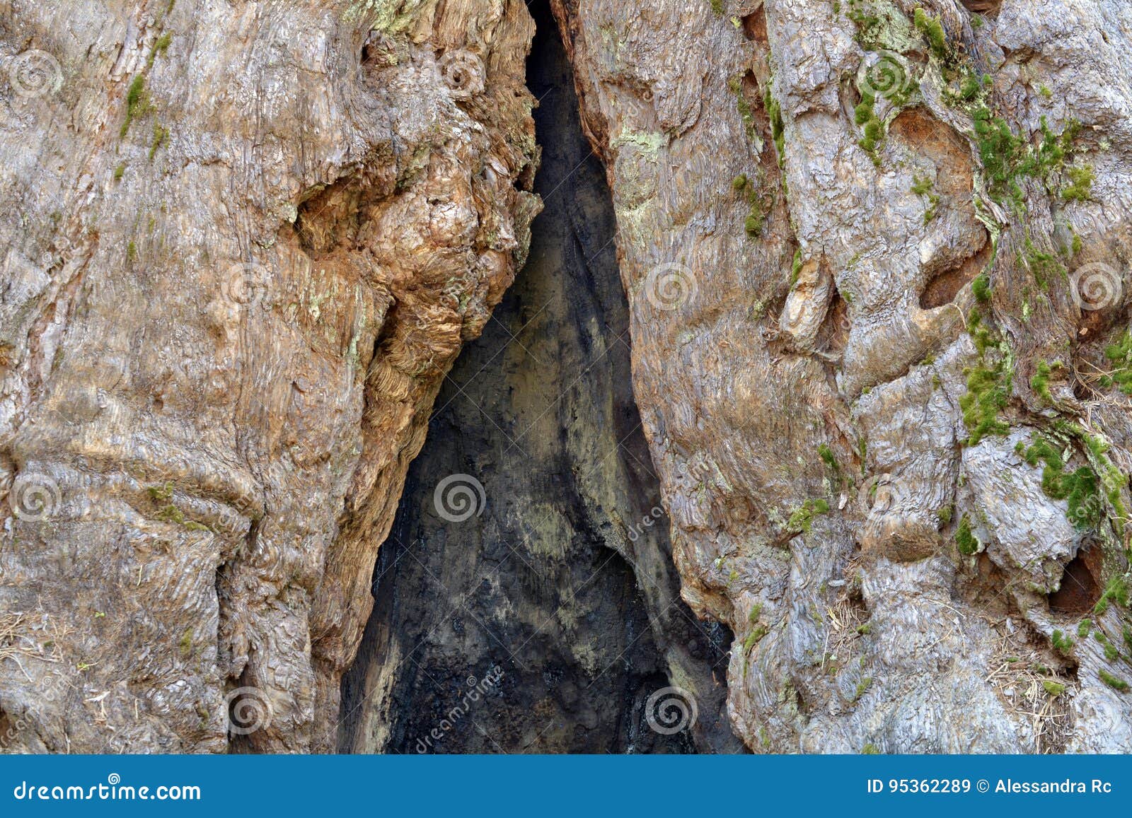 Textura Y Fondo De Madera De La Secoya Imagen de archivo - Imagen de ...