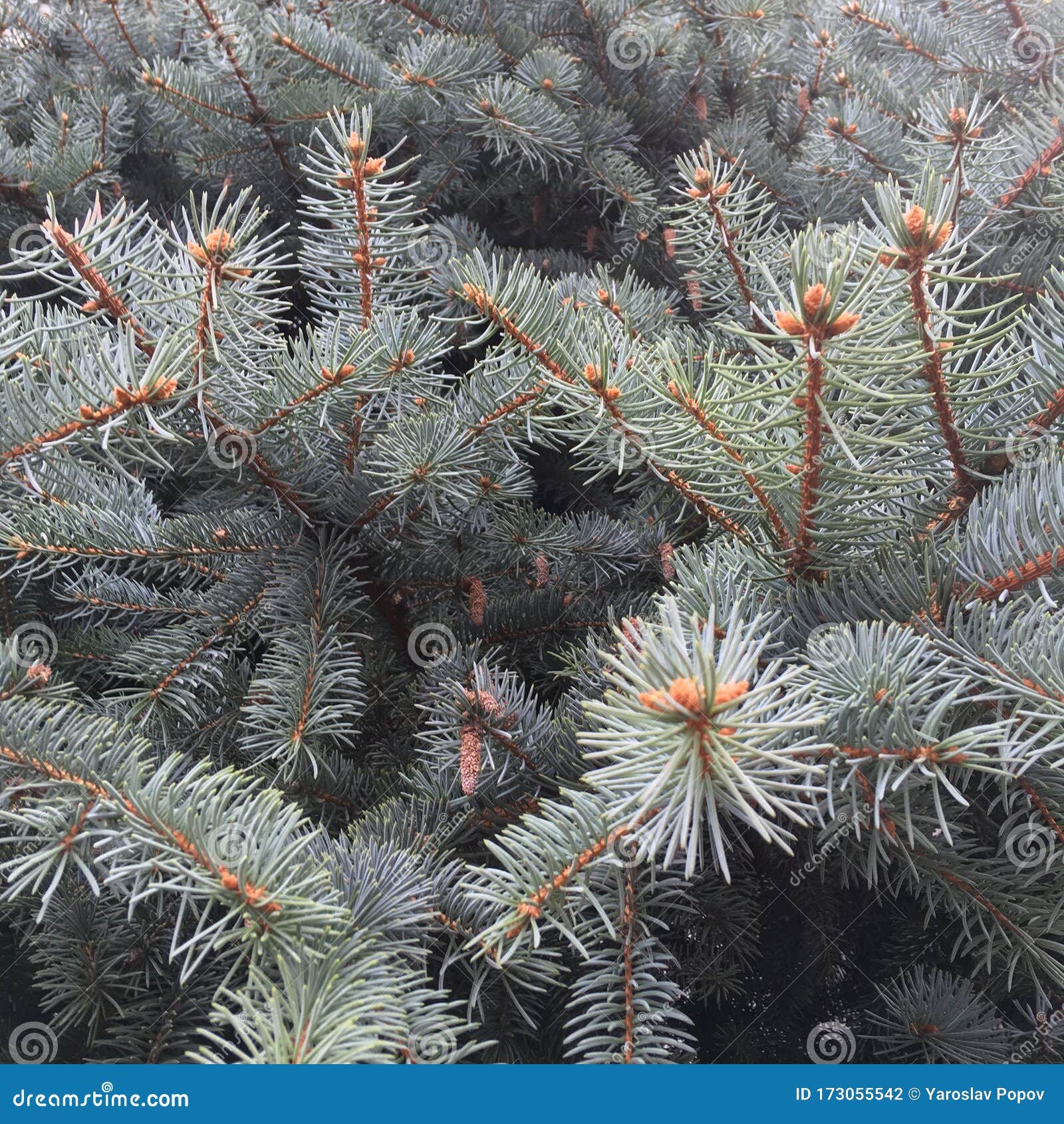 Textural Abstraction of Spruce Branches and Needles. Natural Macro Shot ...