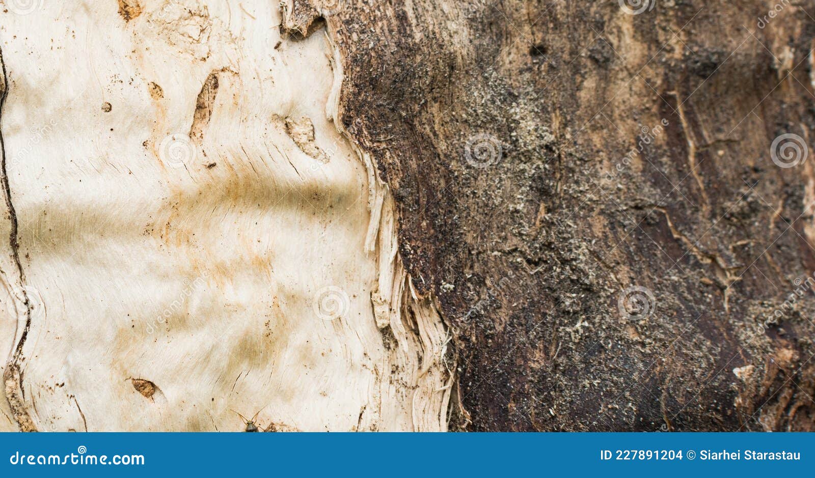 A Fragment of an Old Rotted Tree Stock Photo - Image of drought ...