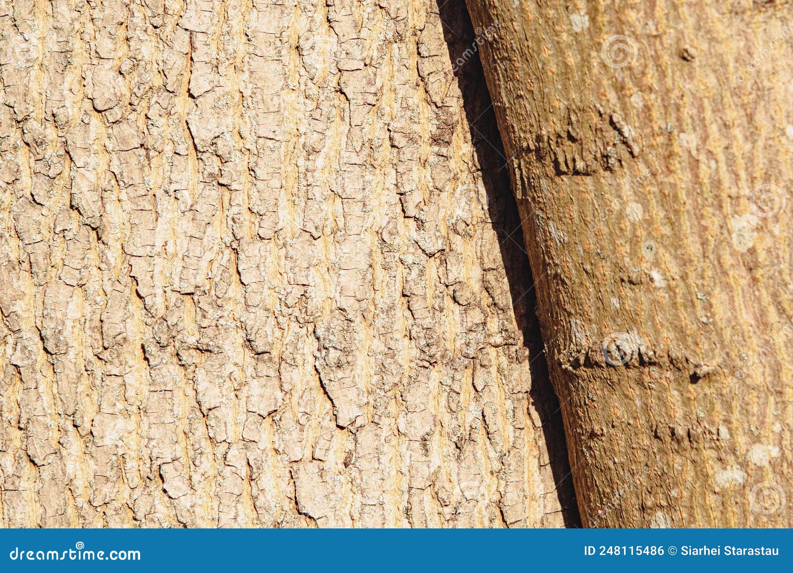 Textural Image of a Wooden Surface Stock Photo - Image of hardwood ...