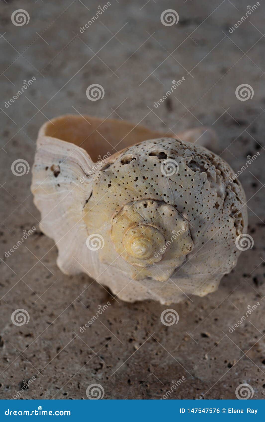 Seashell Simplicity stock photo. Image of nature, organic - 147547576