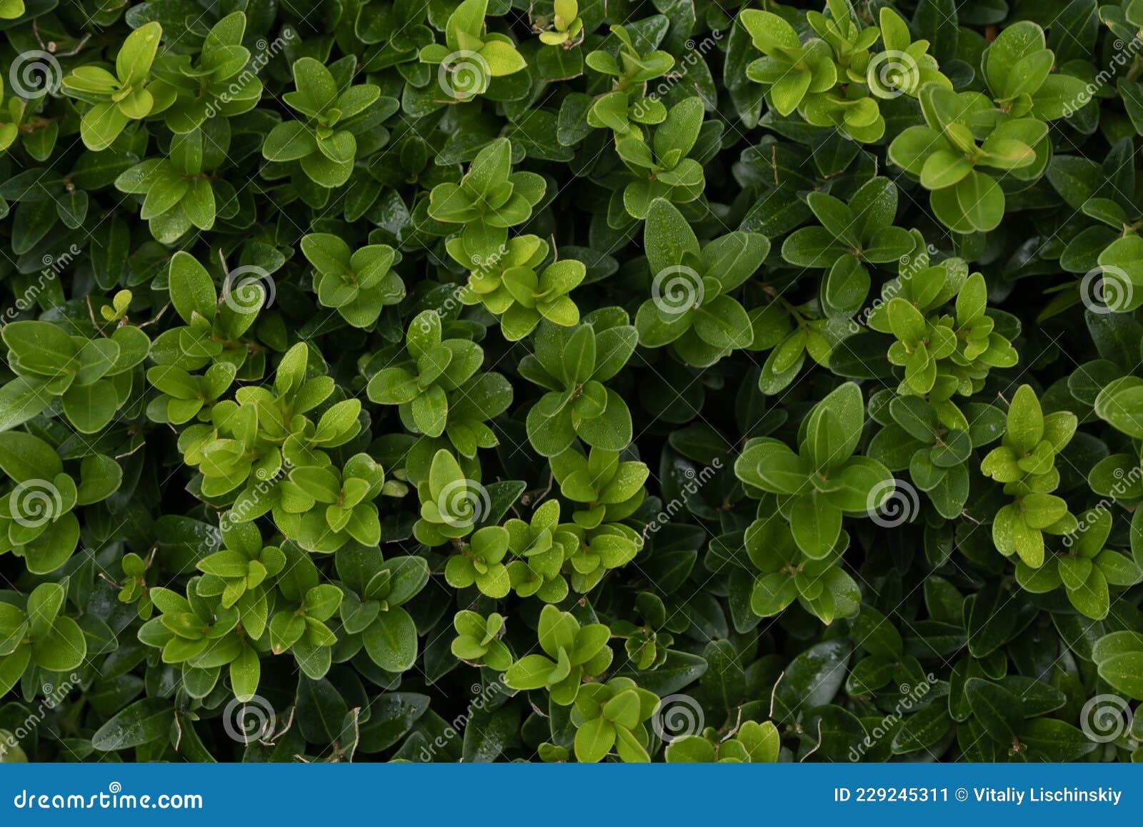 Texturas de hojas verdes imagen de archivo. Imagen de frescura - 229245311