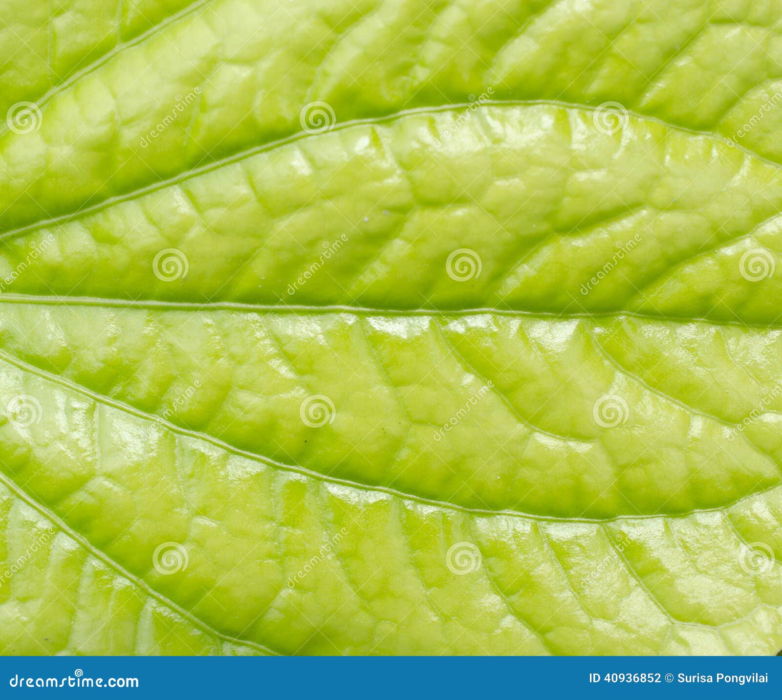 Texturas de la hoja foto de archivo. Imagen de planta - 40936852