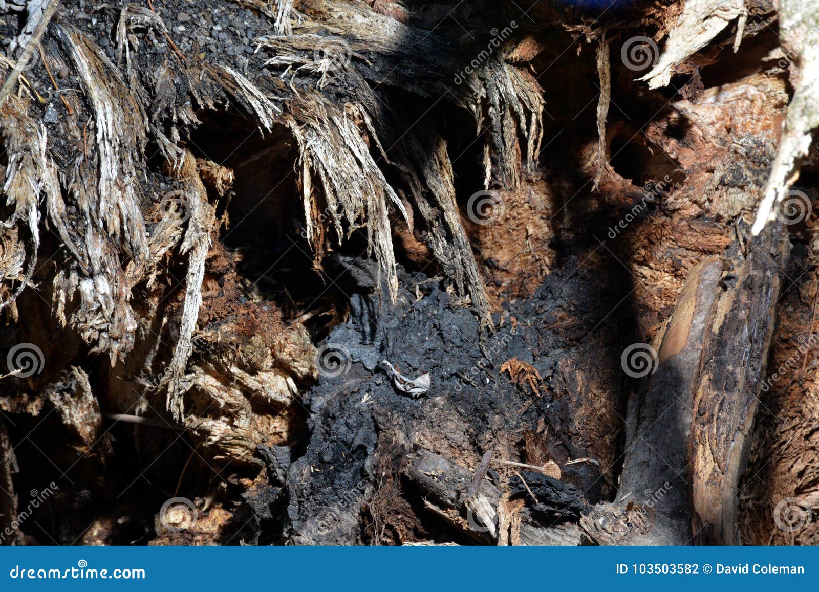 Texturas de madera foto de archivo. Imagen de maderas - 103503582