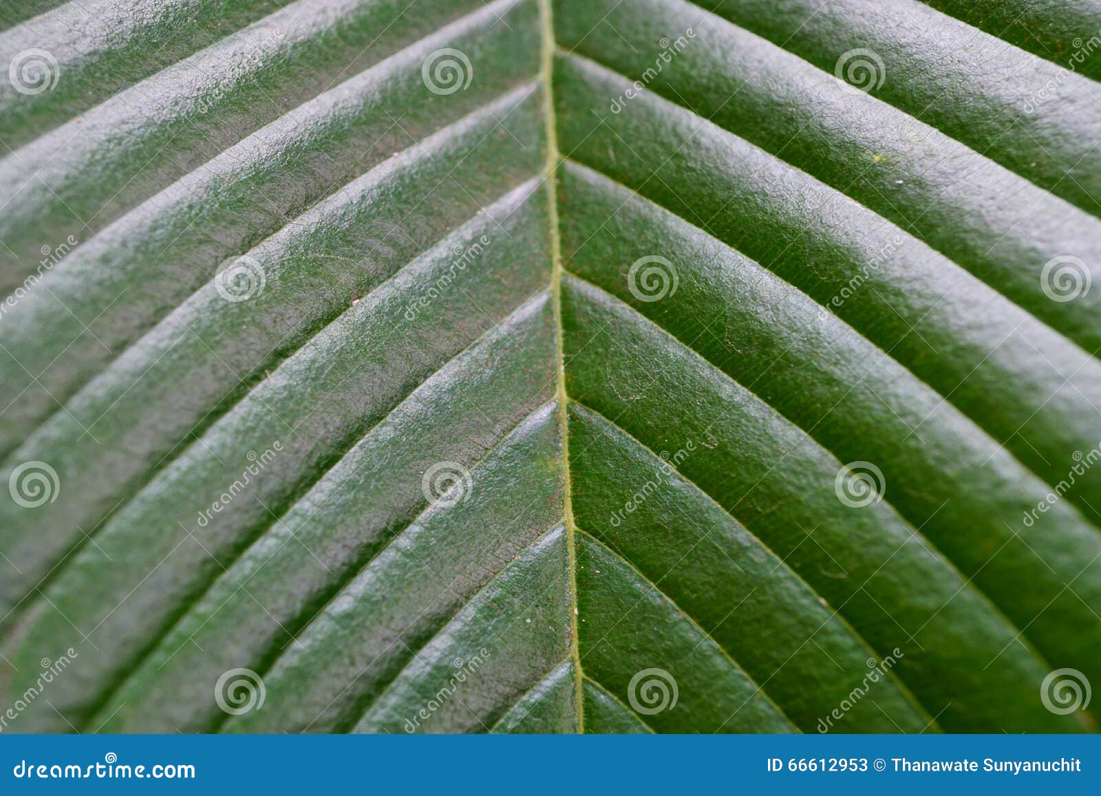 Texturas de una hoja imagen de archivo. Imagen de verde - 66612953