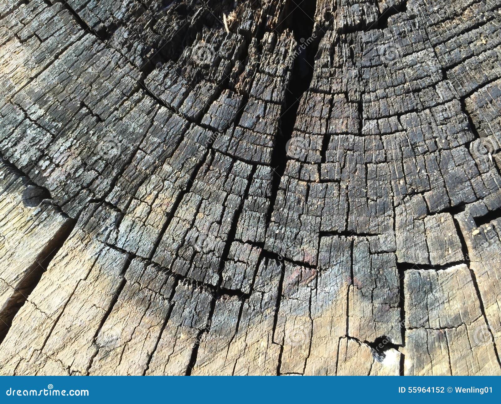 Texturas Del Tronco De árbol Foto de archivo - Imagen de tronco, centro ...