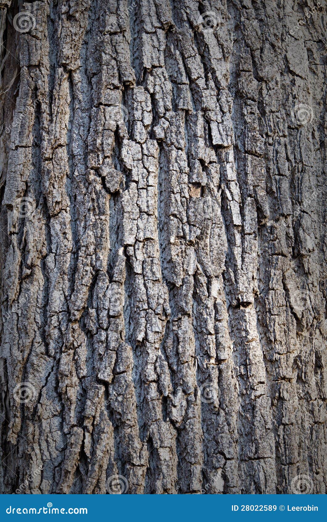 Texturas Do Tronco De árvore Imagem de Stock - Imagem de ambiente ...