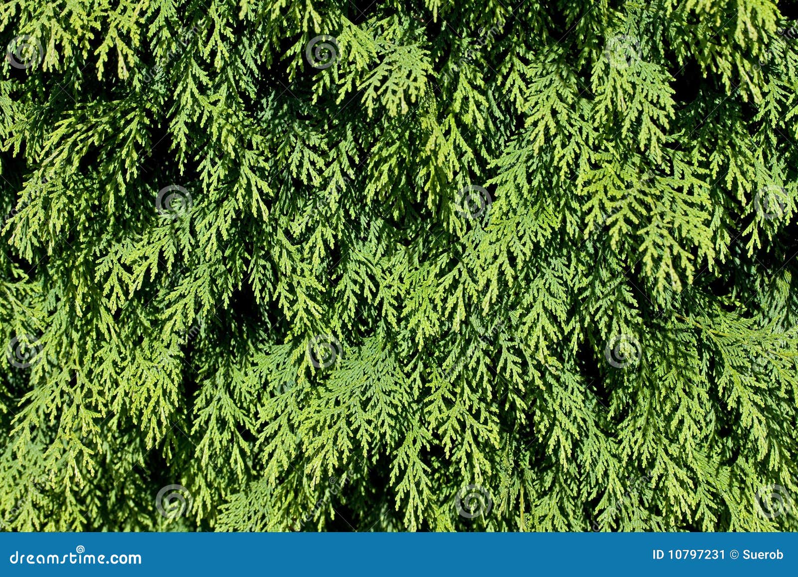 Texture 1 De Haie Photos libres de droits et gratuites de Dreamstime