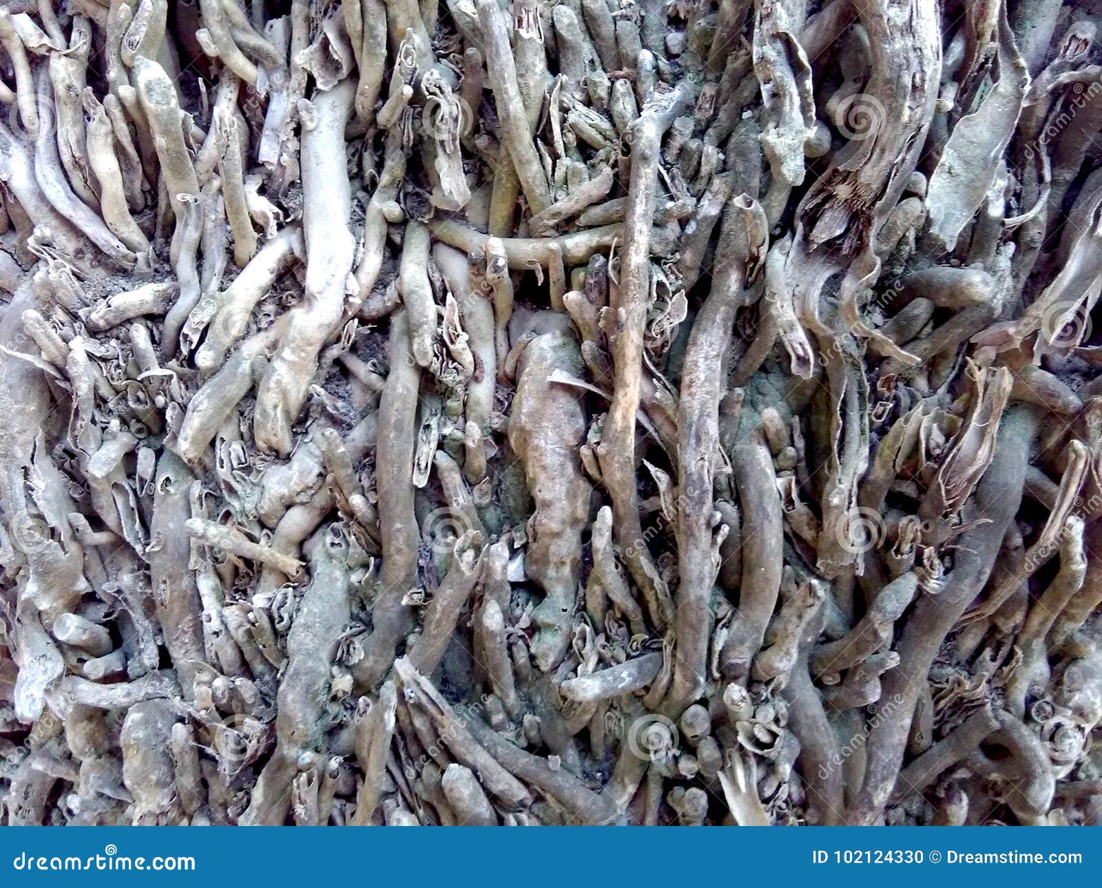 Abstract, Trunk of a Tree, Unsettled Stock Photo - Image of broken ...