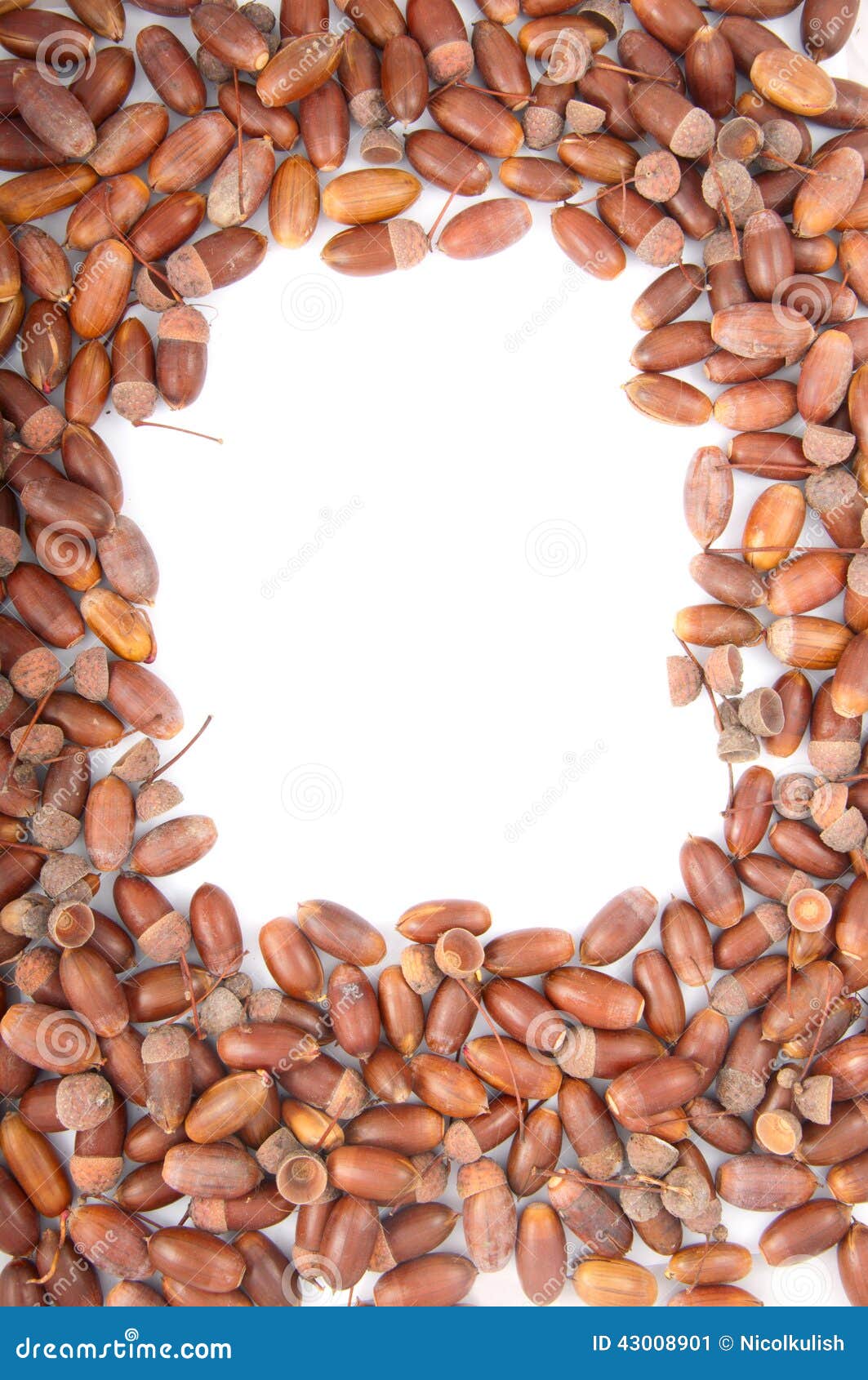 Texture of acorns stock image. Image of background, orange - 43008901