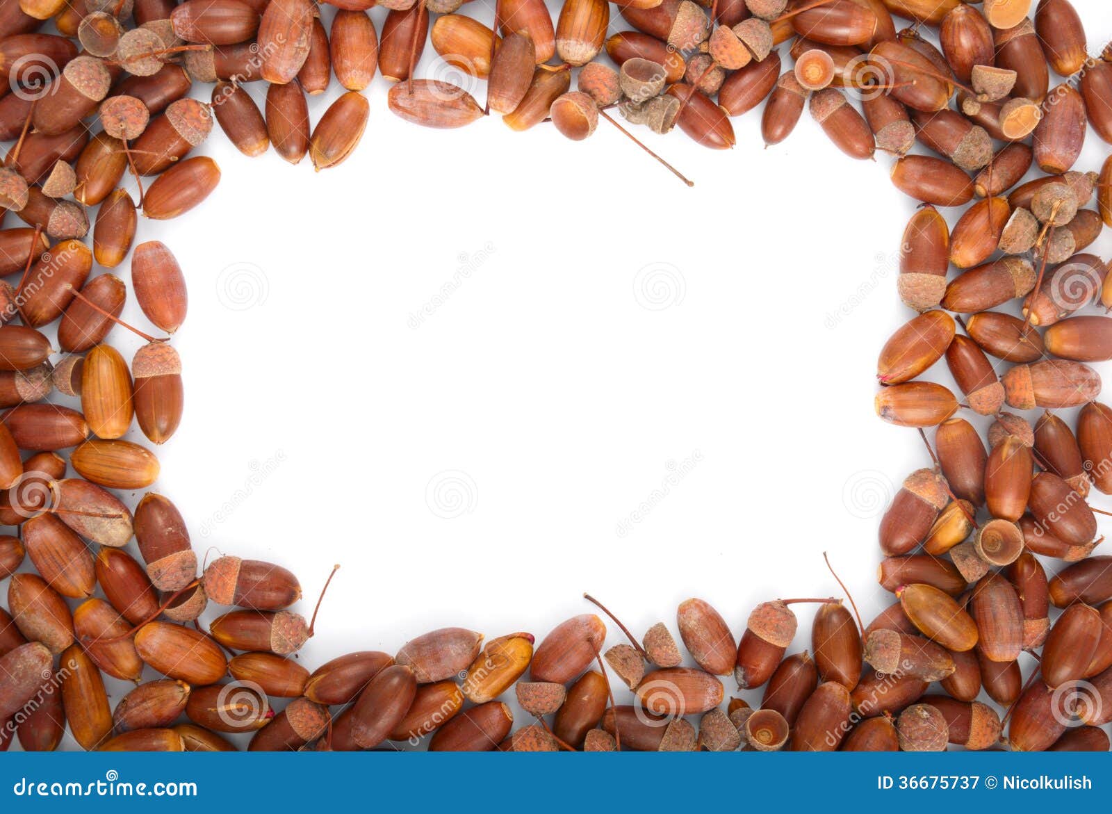 Texture of acorns stock image. Image of background, color - 36675737