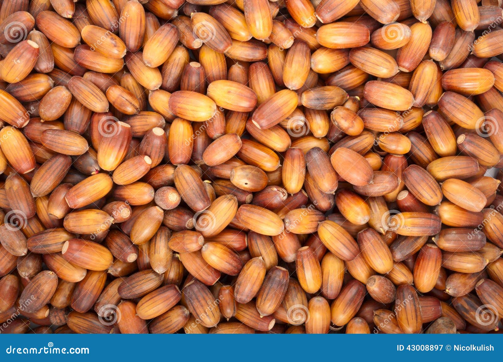 Texture of acorns stock image. Image of forest, park - 43008897