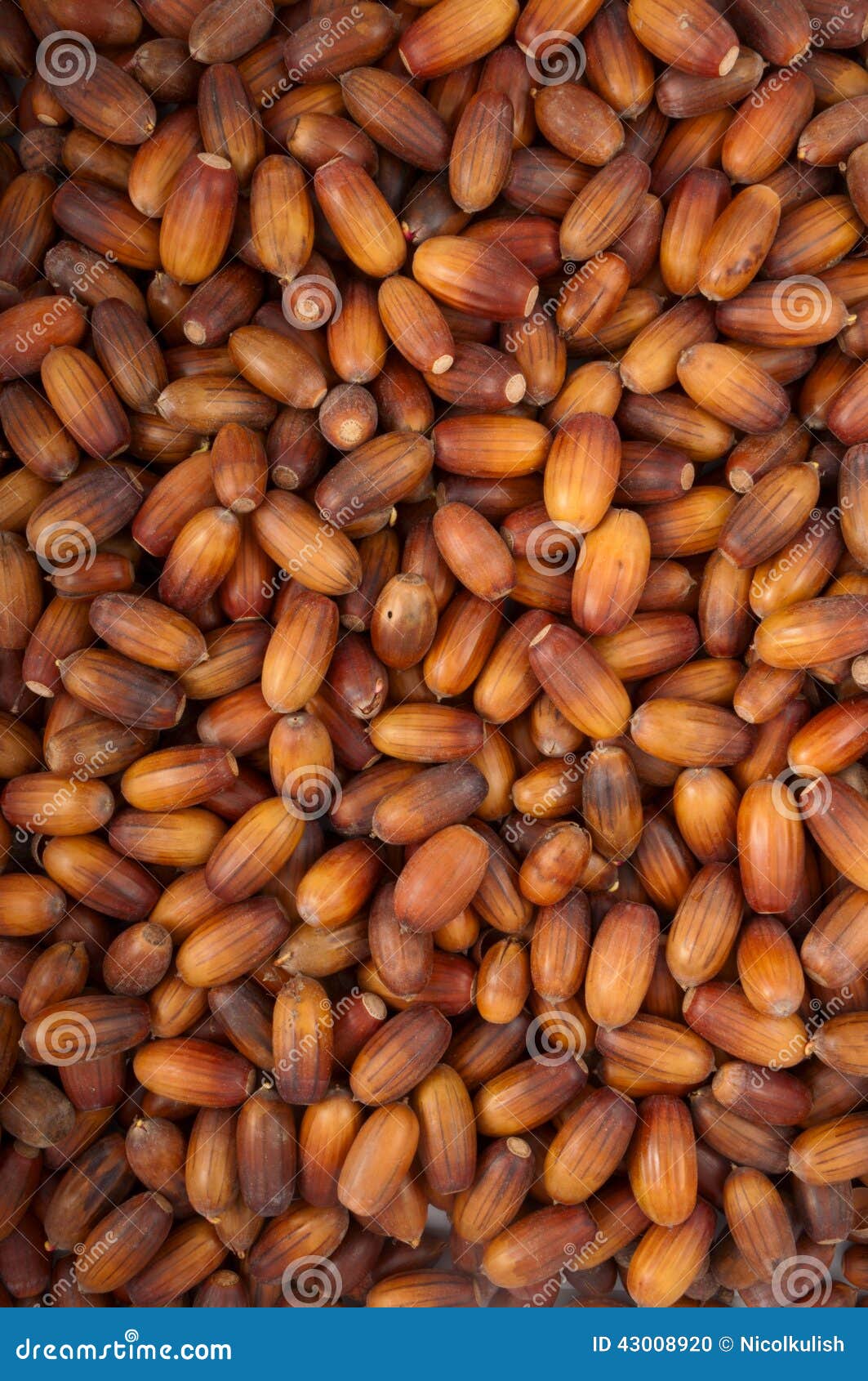 Texture of acorns stock photo. Image of background, nature - 43008920