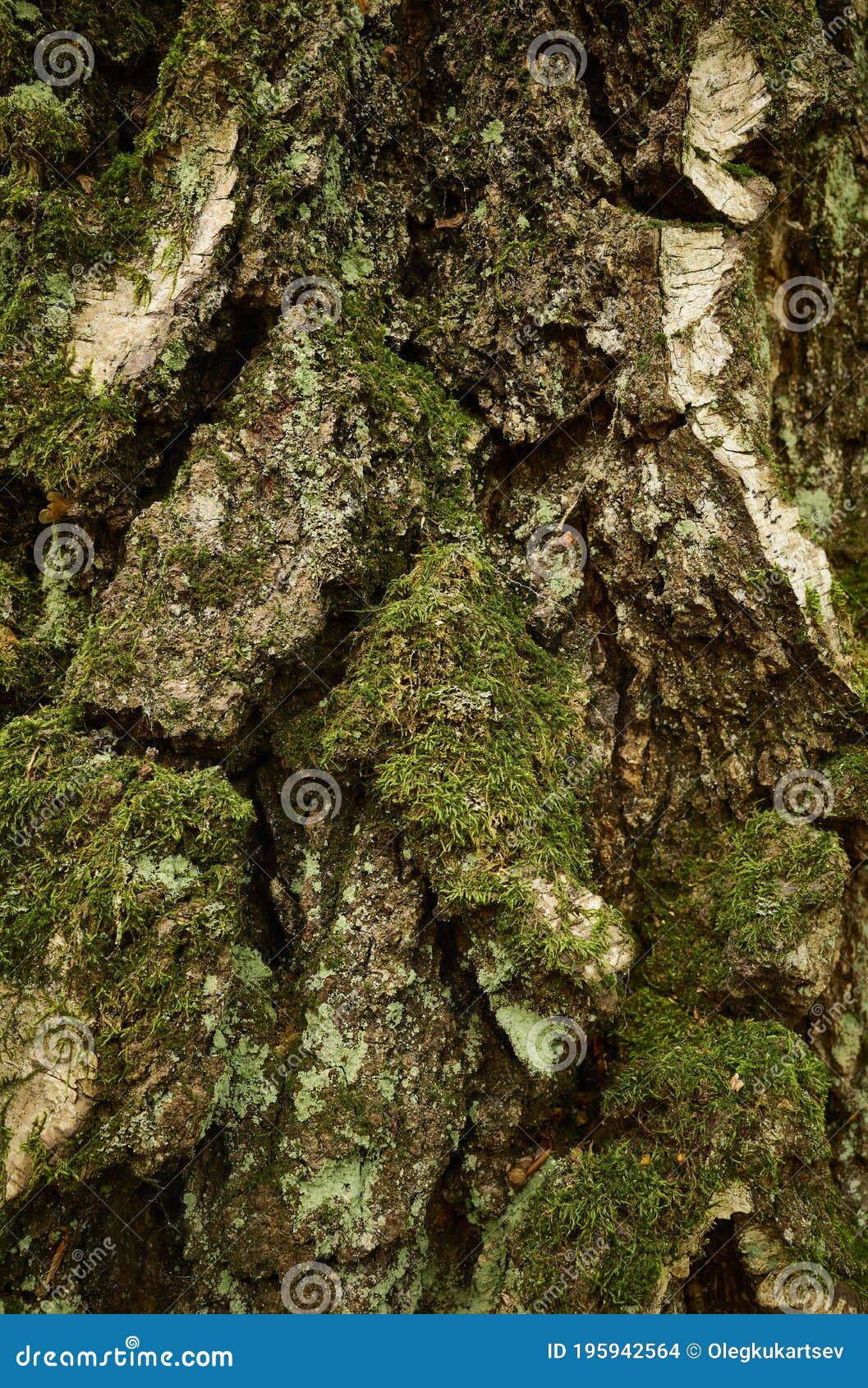 Trunk of Aged Birch Tree Covered with Lichen and Moss. Closeup Vertical ...