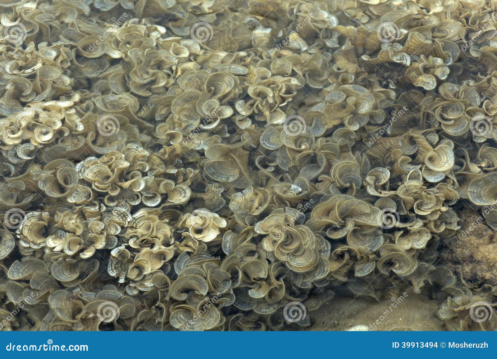 Texture-algues photo stock. Image du normal, herbe, salade - 39913494