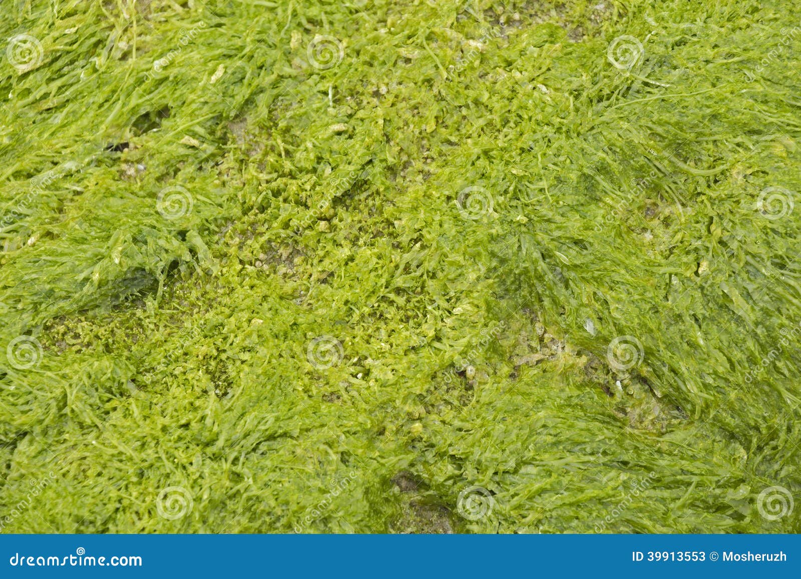 Texture-algues image stock. Image du varech, texture - 39913553
