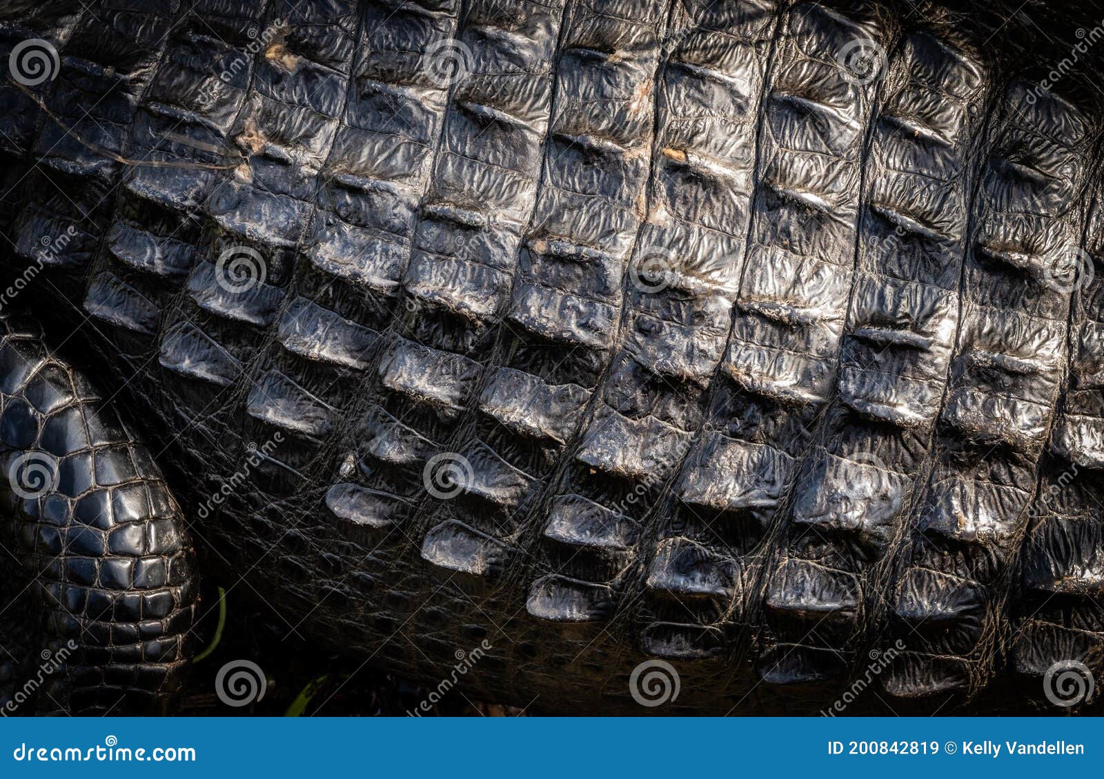 Texture of Alligator Back stock image. Image of reptile - 200842819