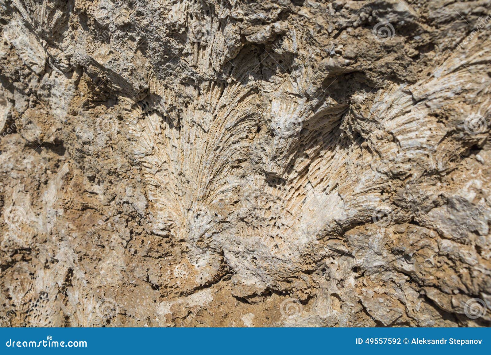 Texture of Ancient Coral Reef in Egypt Stock Photo - Image of natural ...