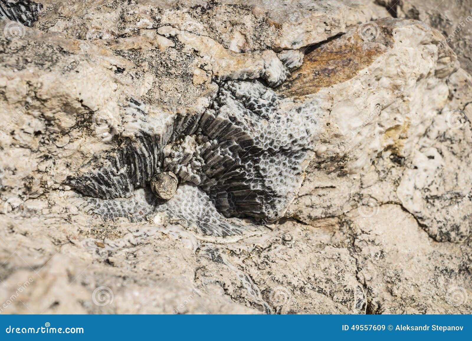Texture of Ancient Coral Reef in Egypt Stock Image - Image of aquatic ...