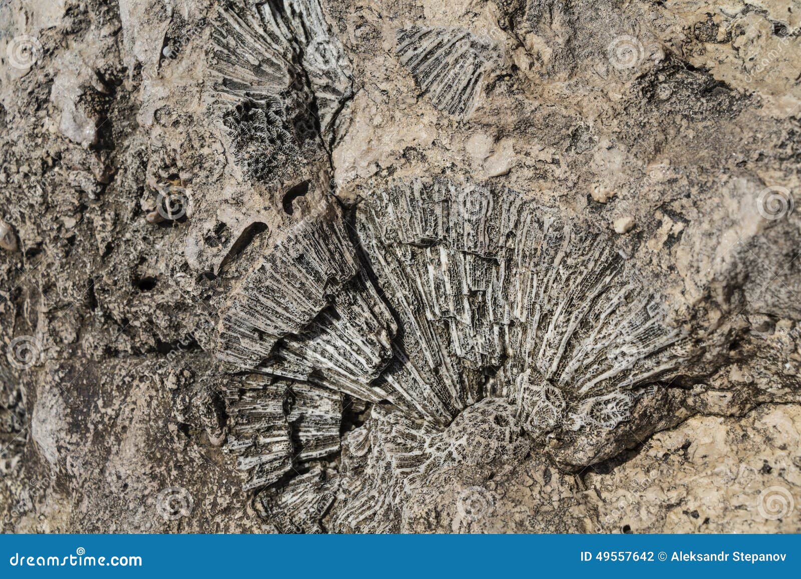 Texture of Ancient Coral Reef in Egypt Stock Photo - Image of rock ...