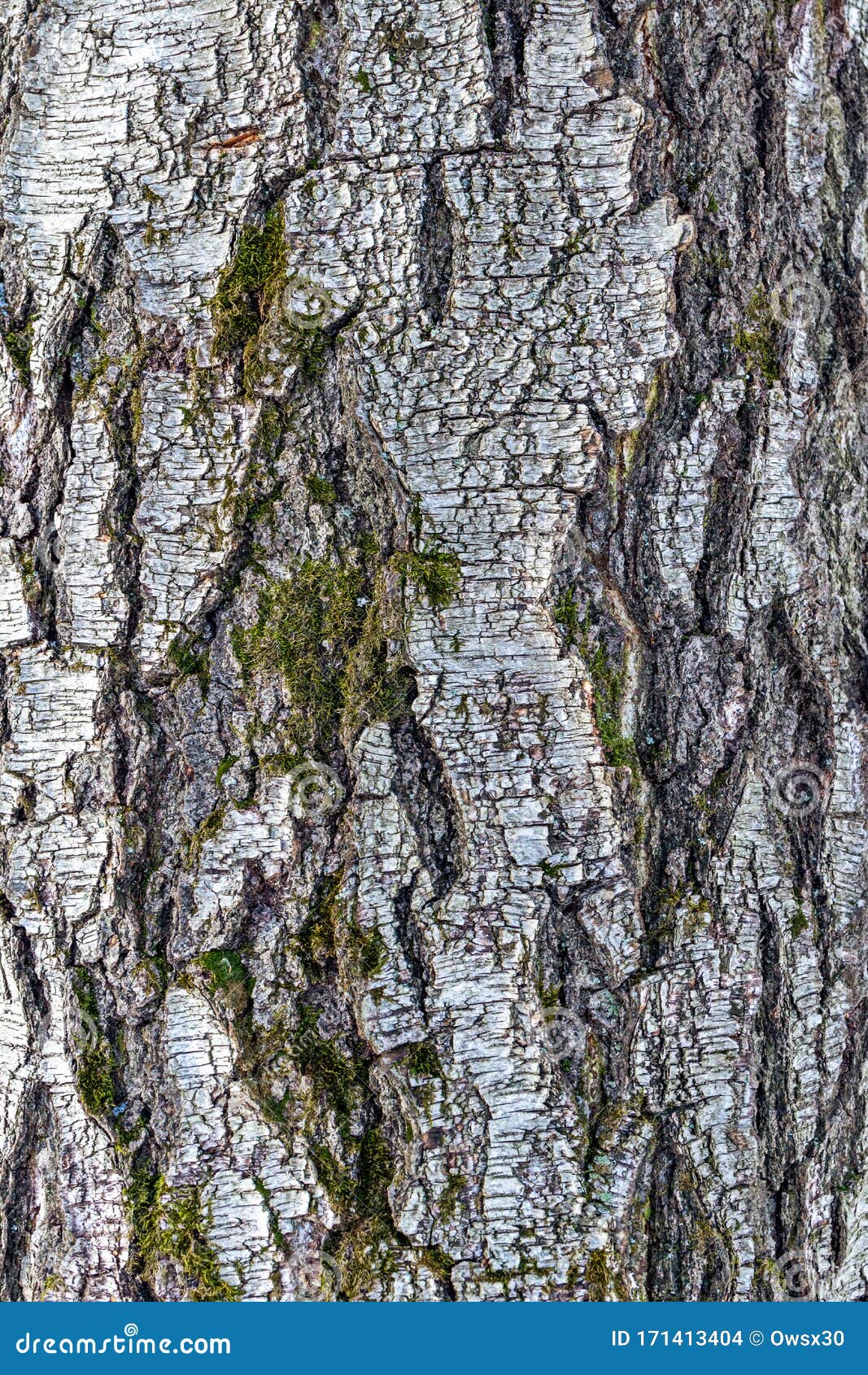 Texture of Ancient Darkened Birch with a Natural Pattern of the Trunk ...