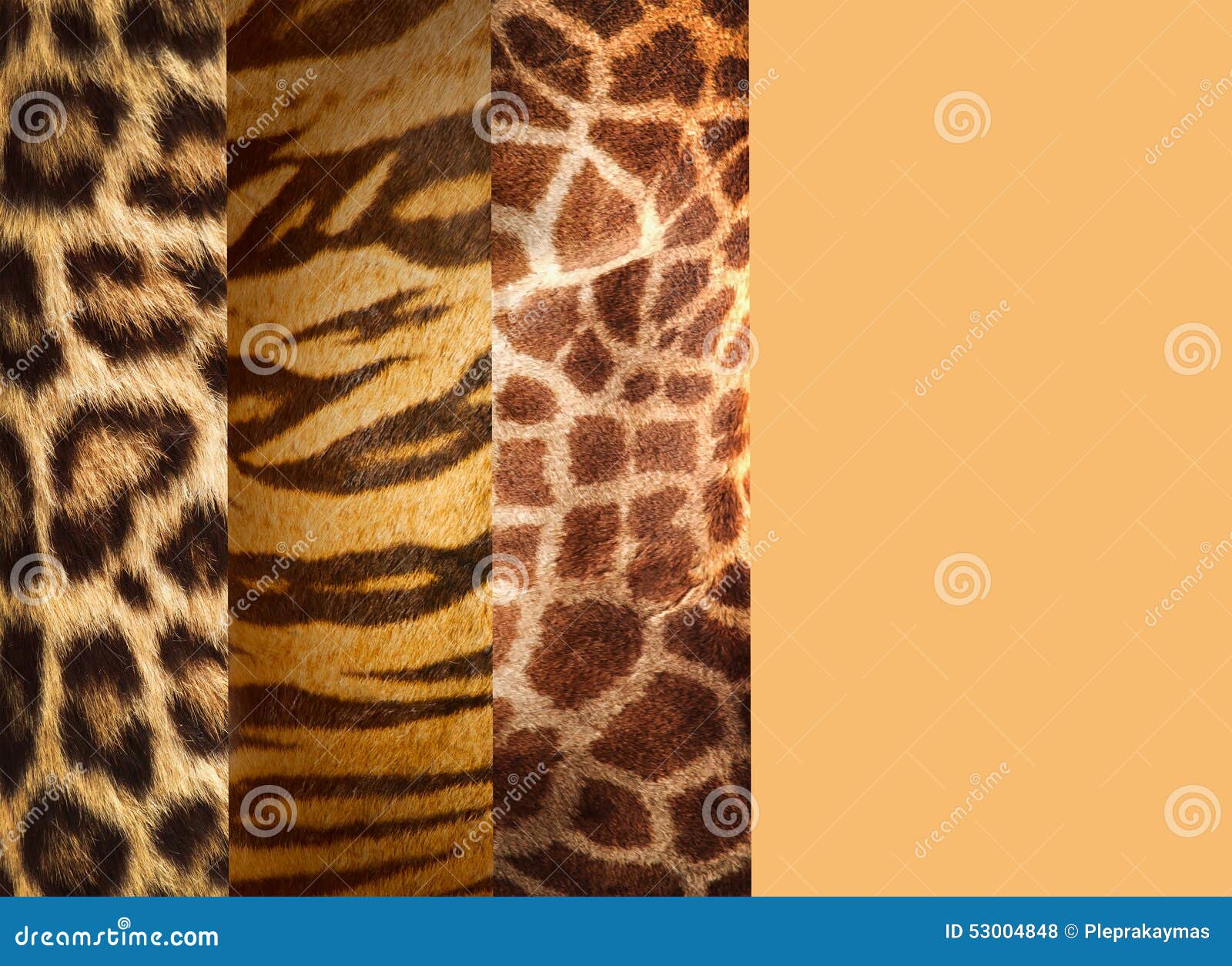 Texture of animal skins stock photo. Image of collection - 53004848