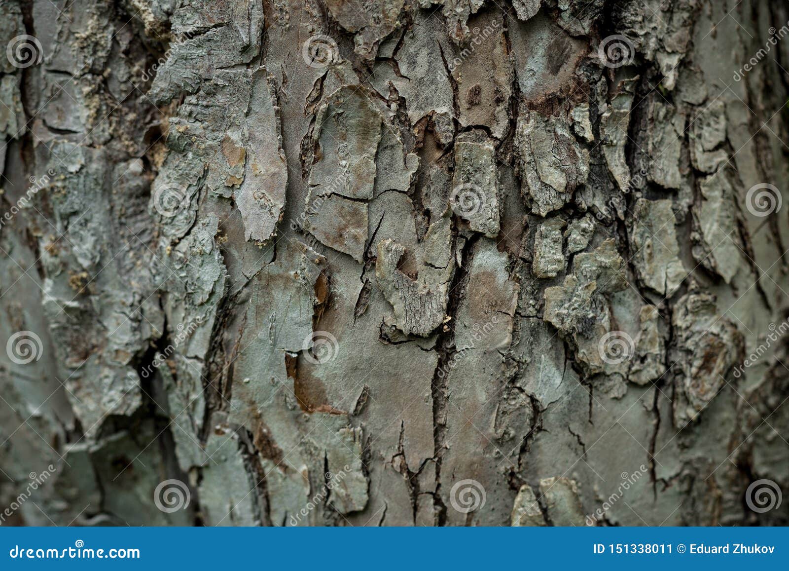 Texture of the Apple Tree Bark Background Macro Stock Image - Image of ...