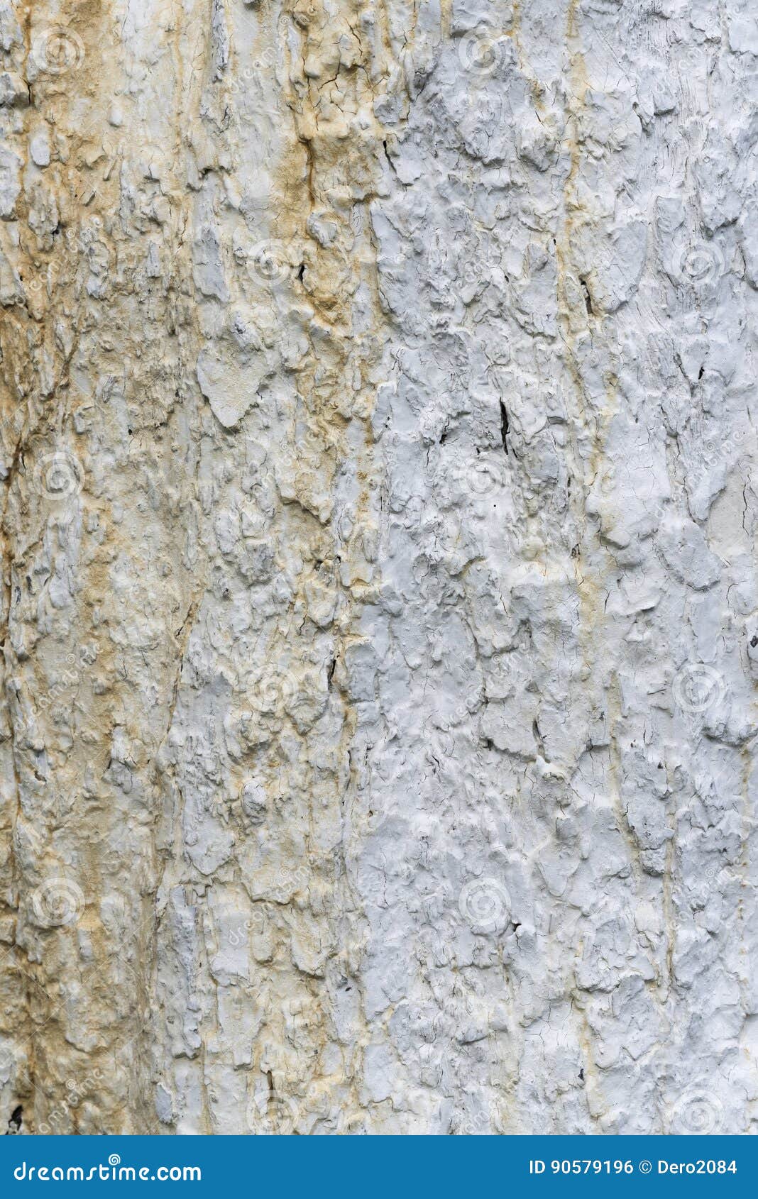 Texture of Apple Tree Bark, Whitewashed by Lime, Close Stock Photo ...