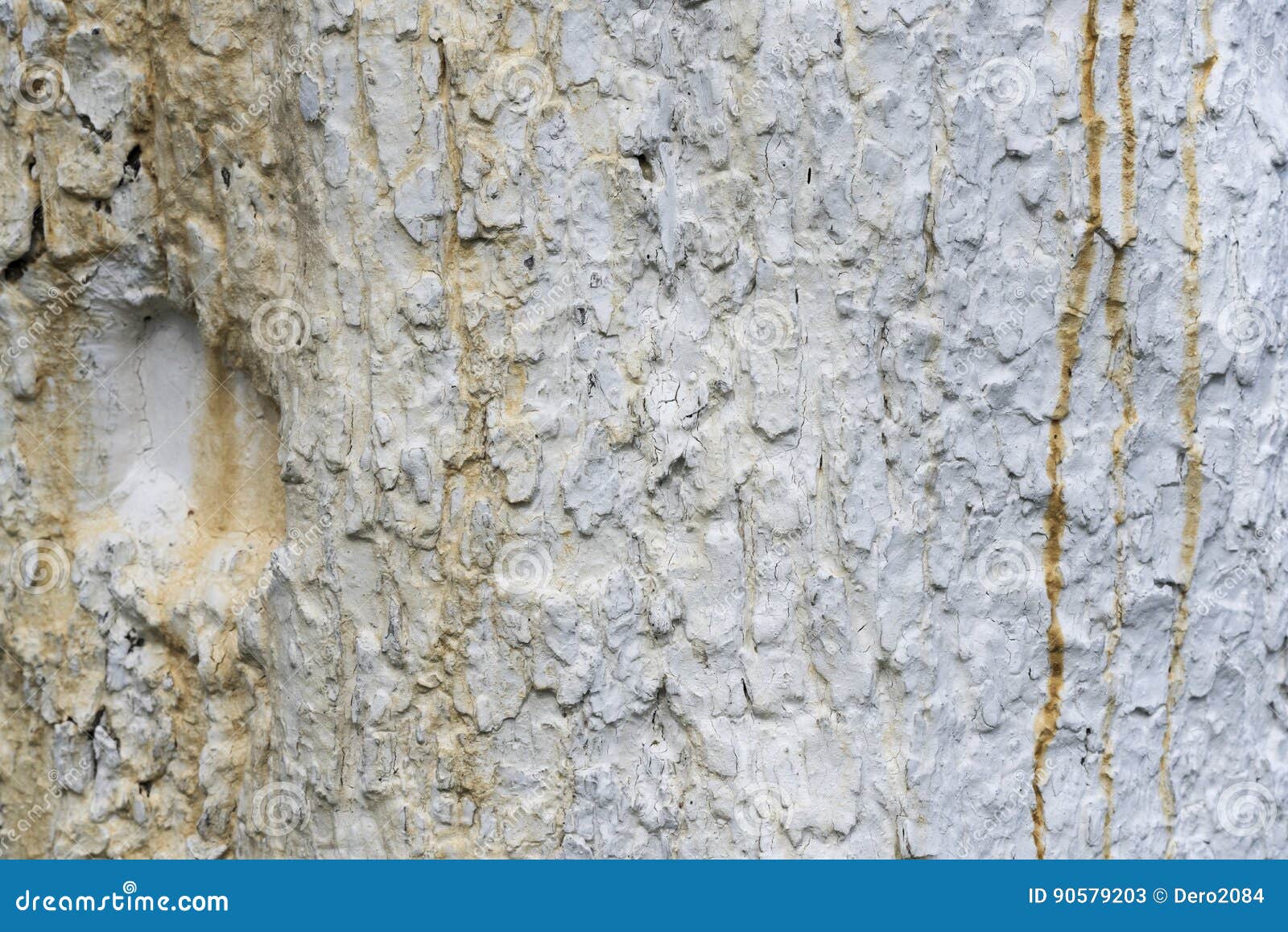 Texture of Apple Tree Bark, Whitewashed by Lime, Close Stock Image ...