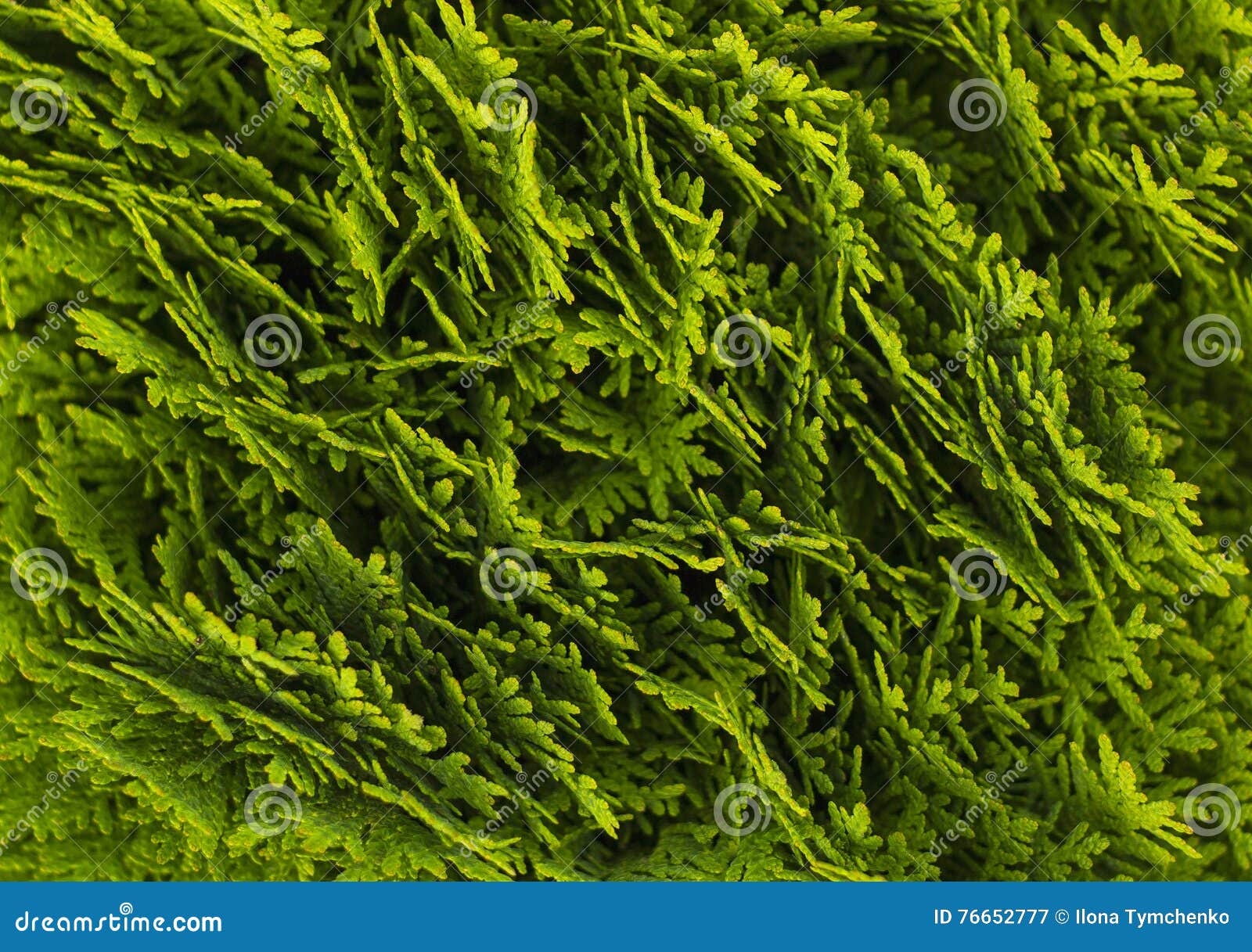 Texture Arborvitae Tree Top View Stock Image - Image of nature, green ...