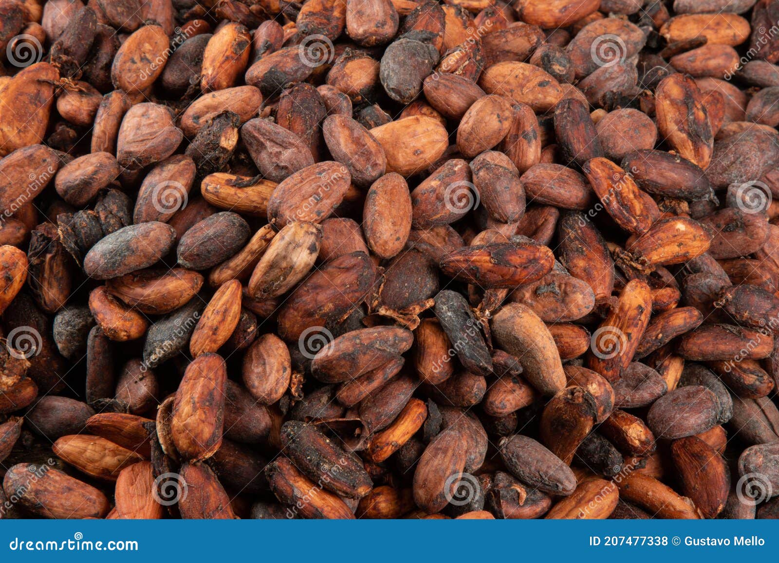 Texture of Aromatic Raw Cocoa Beans Stacked Top View Stock Photo ...