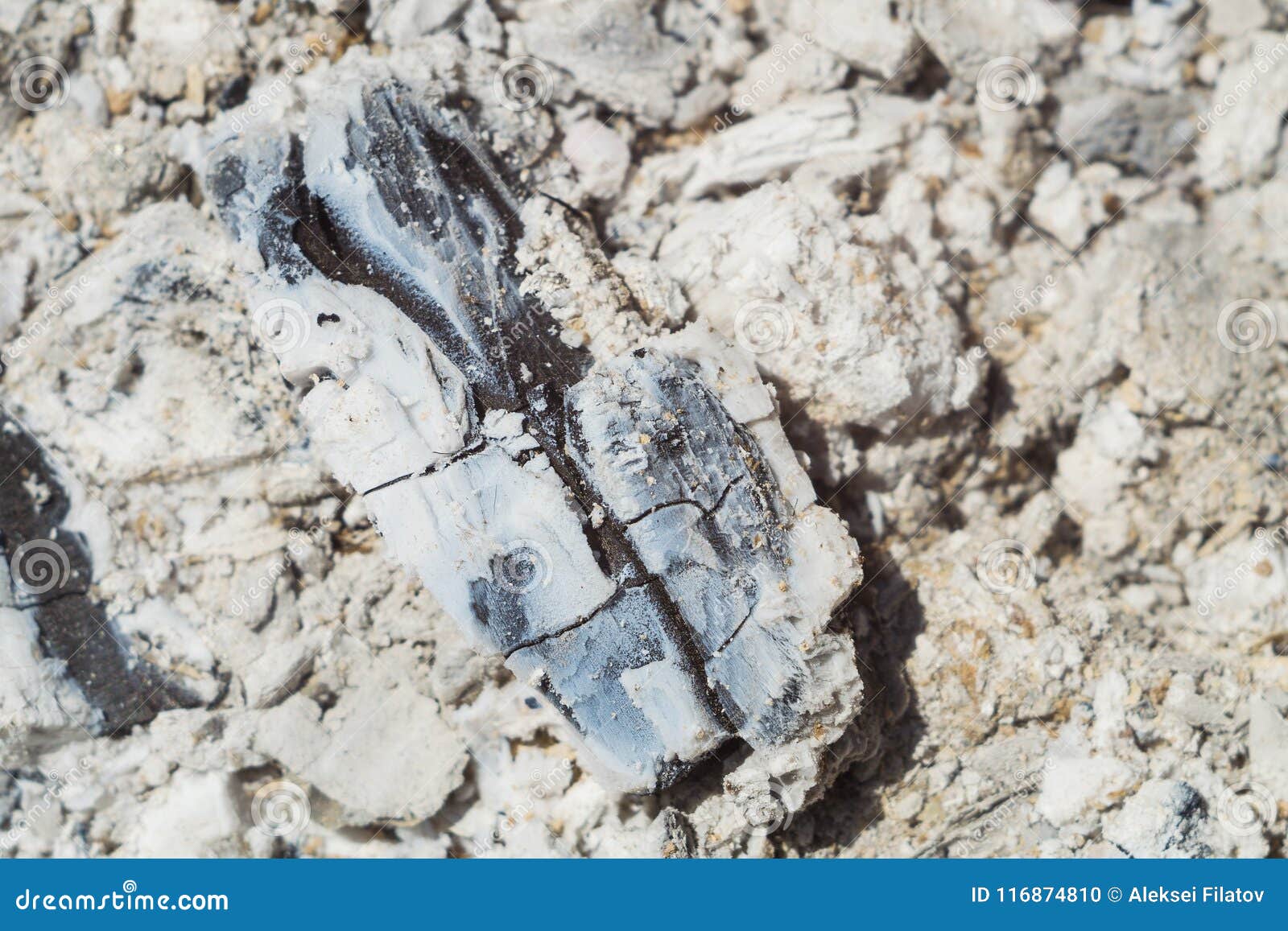 Texture of the Ash Background Stock Photo - Image of closeup ...