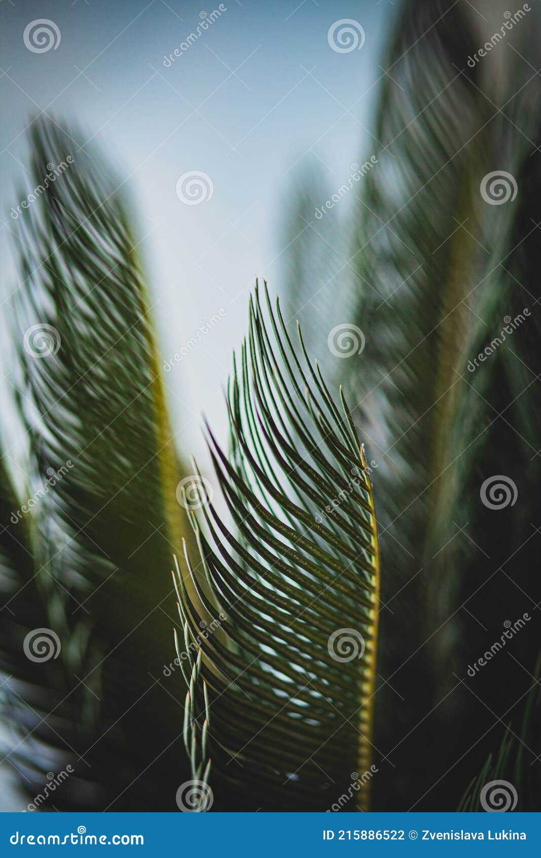 Texture Asian Sago Palm, Sharp Big Leaves Stock Photo - Image of ...