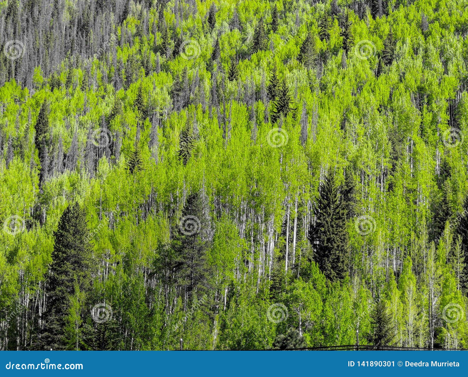 Texture of Aspen and Pine Trees Stock Image - Image of season ...