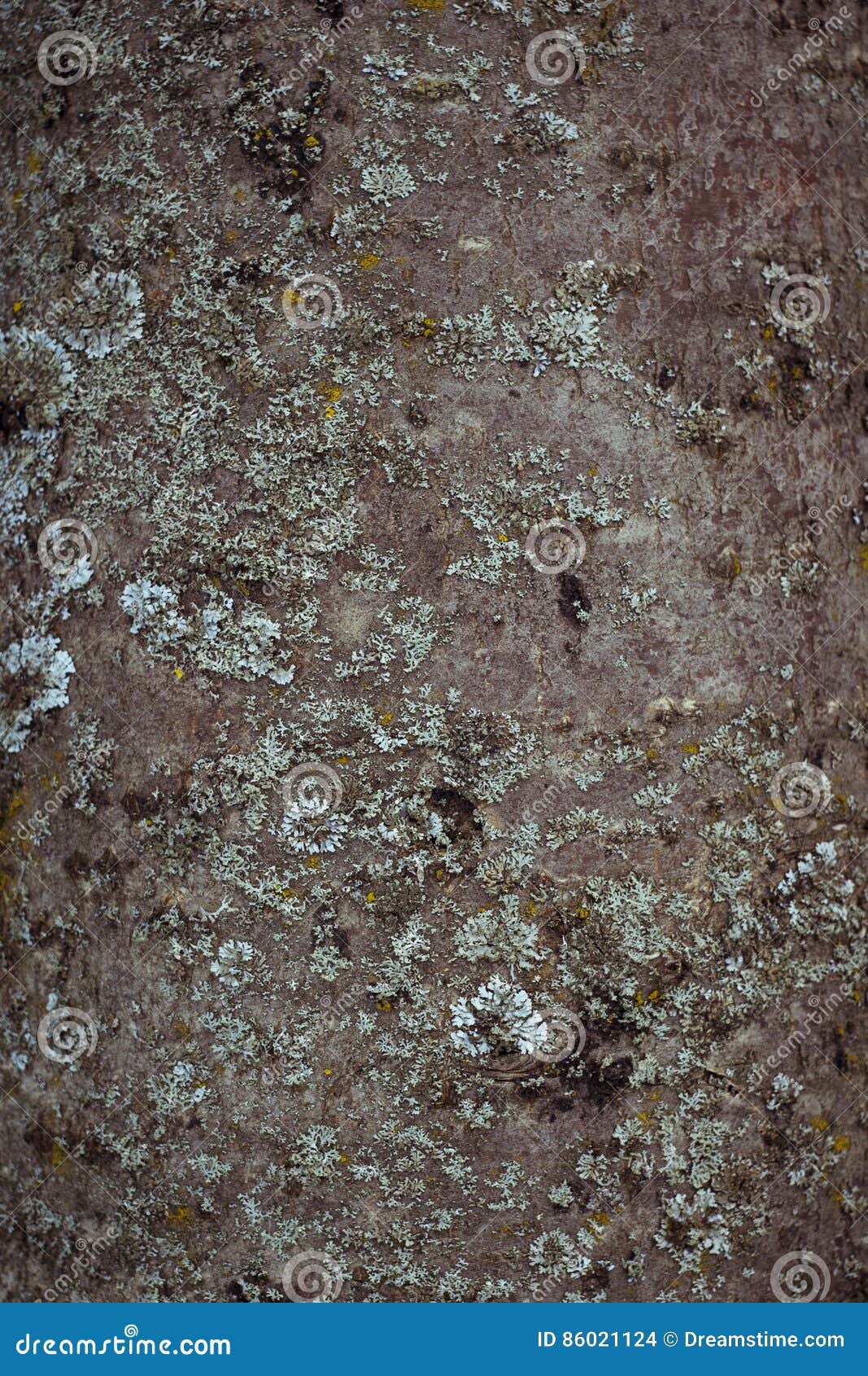 Texture of Aspen Tree Bark. Stock Photo - Image of plant, design: 86021124