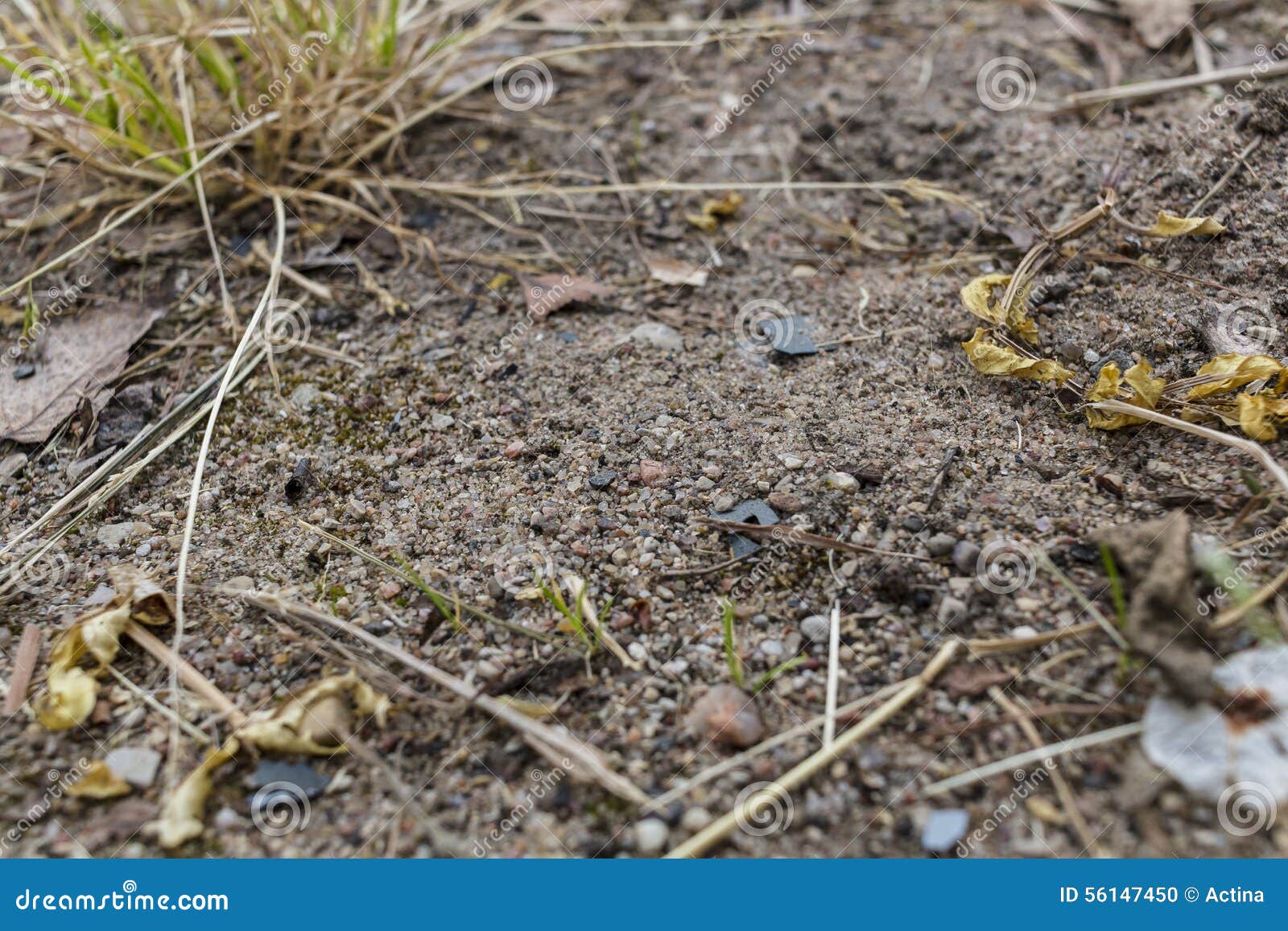 Texture au sol d'herbe photo stock. Image du fond, nature - 56147450