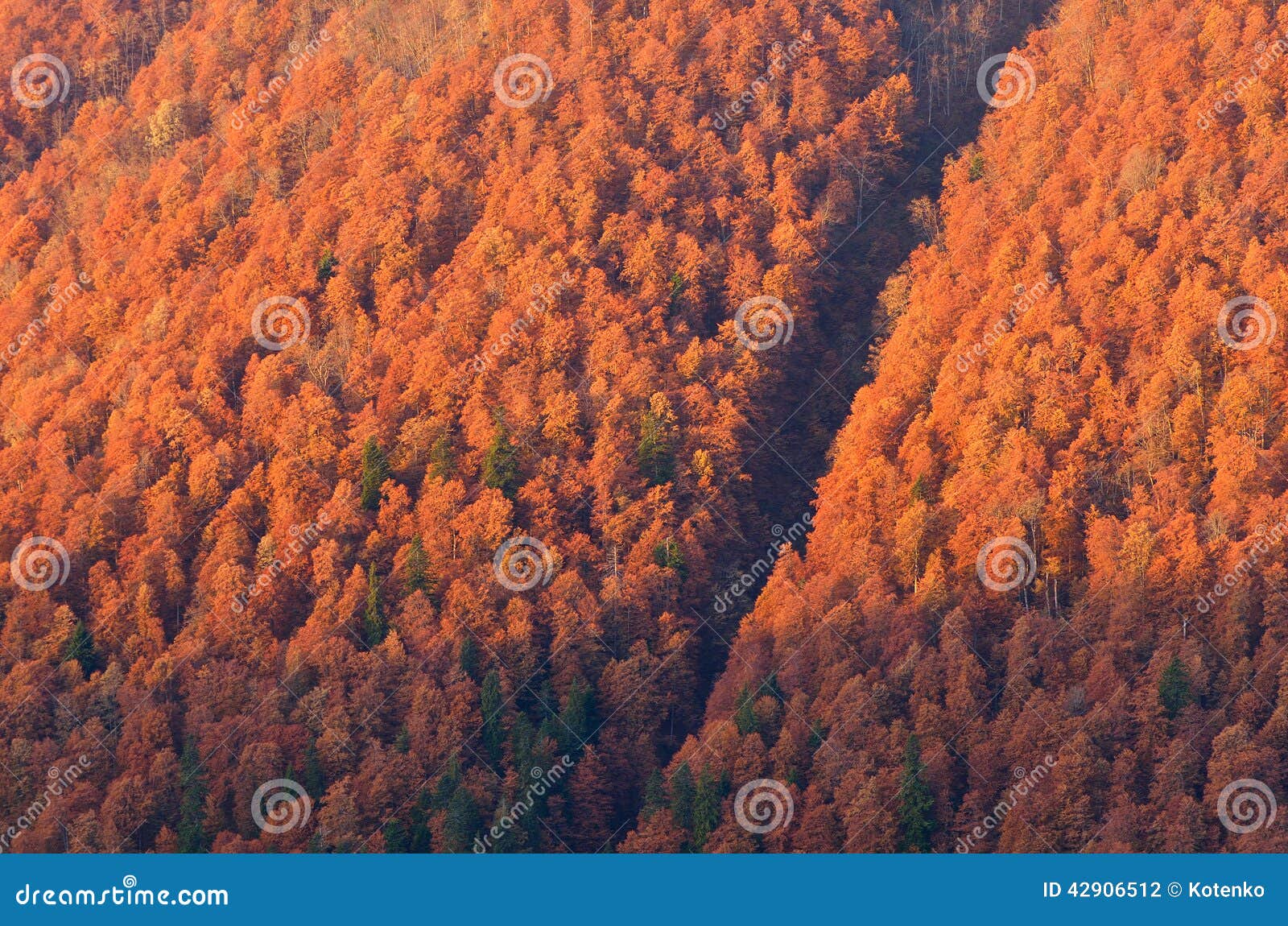 Texture autumn forest stock photo. Image of season, tree - 42906512