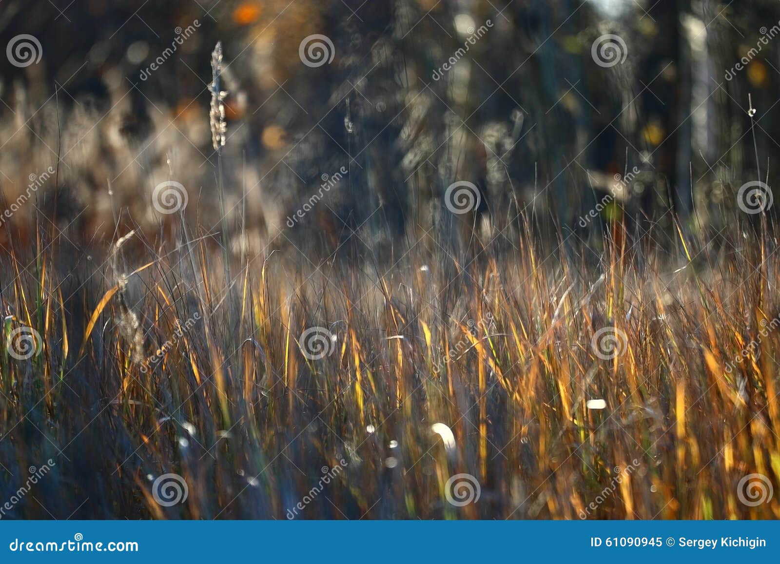 Texture autumn grass stock image. Image of landscape - 61090945