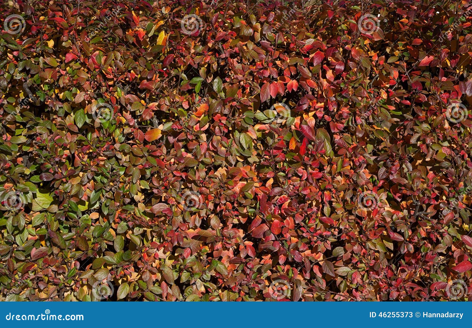 Texture of Autumn Green and Red Hedges Stock Image - Image of garden ...