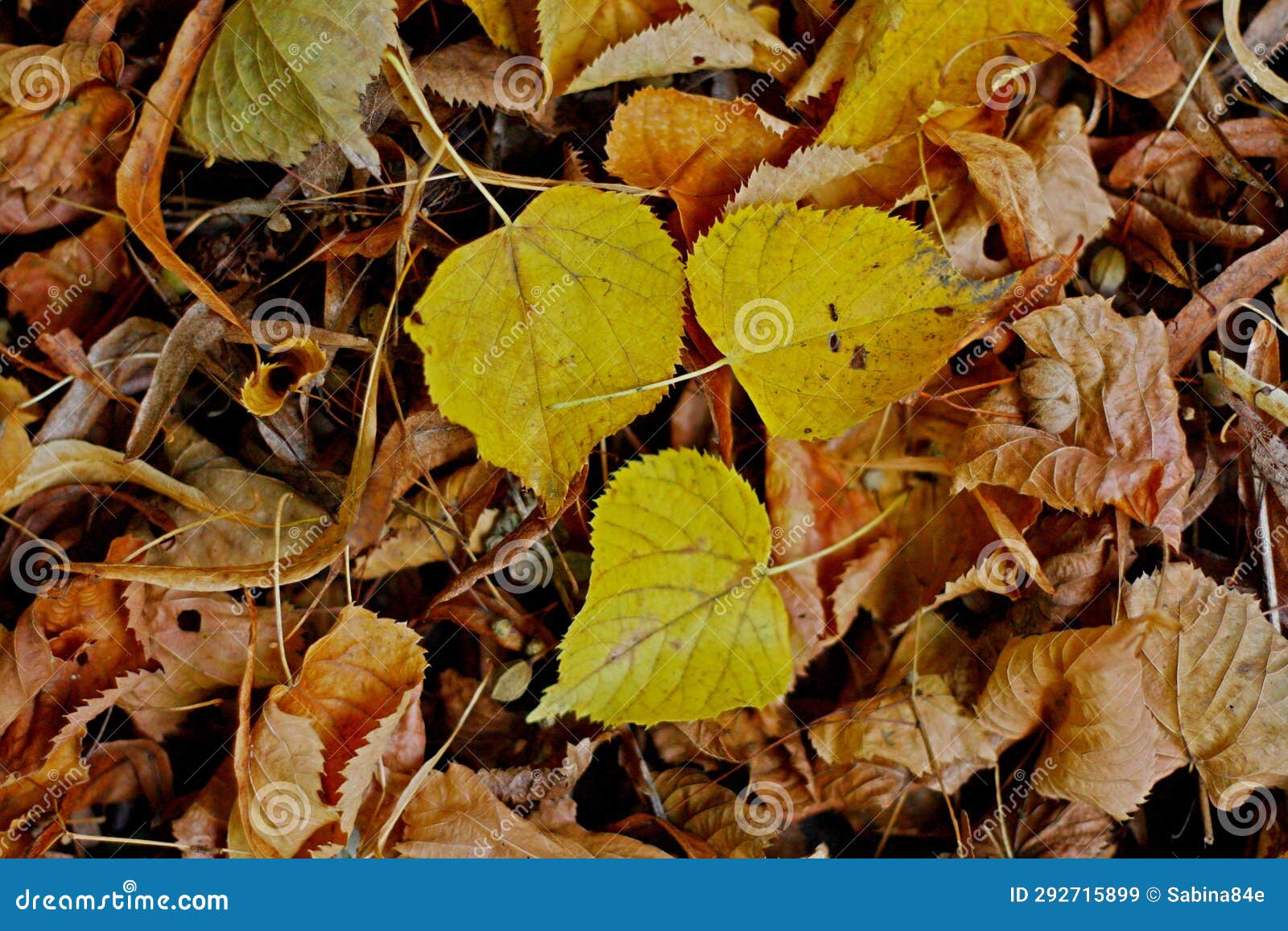 Texture of autumn leaves stock image. Image of leaves - 292715899