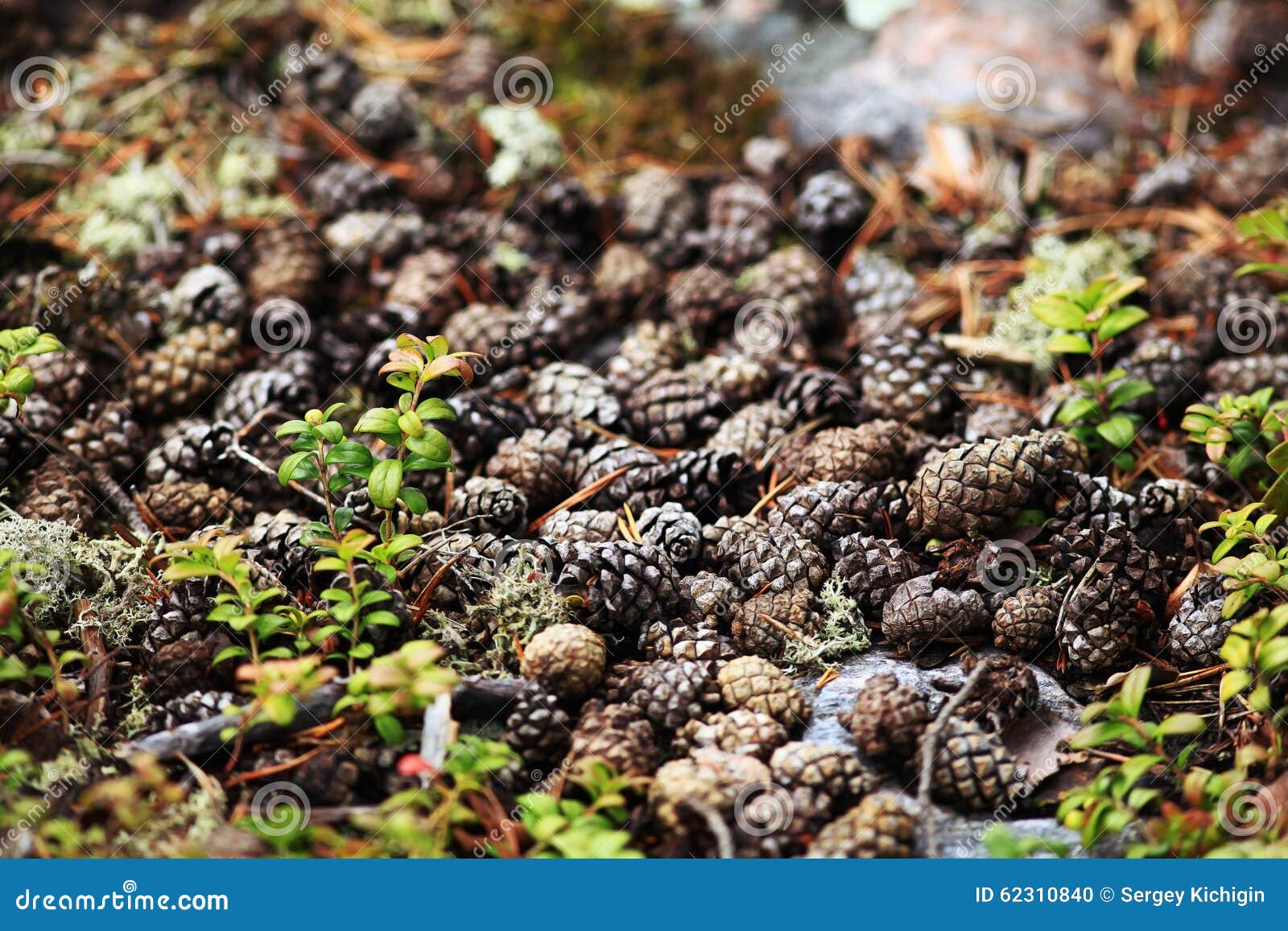Texture autumn pinecones stock photo. Image of cones - 62310840