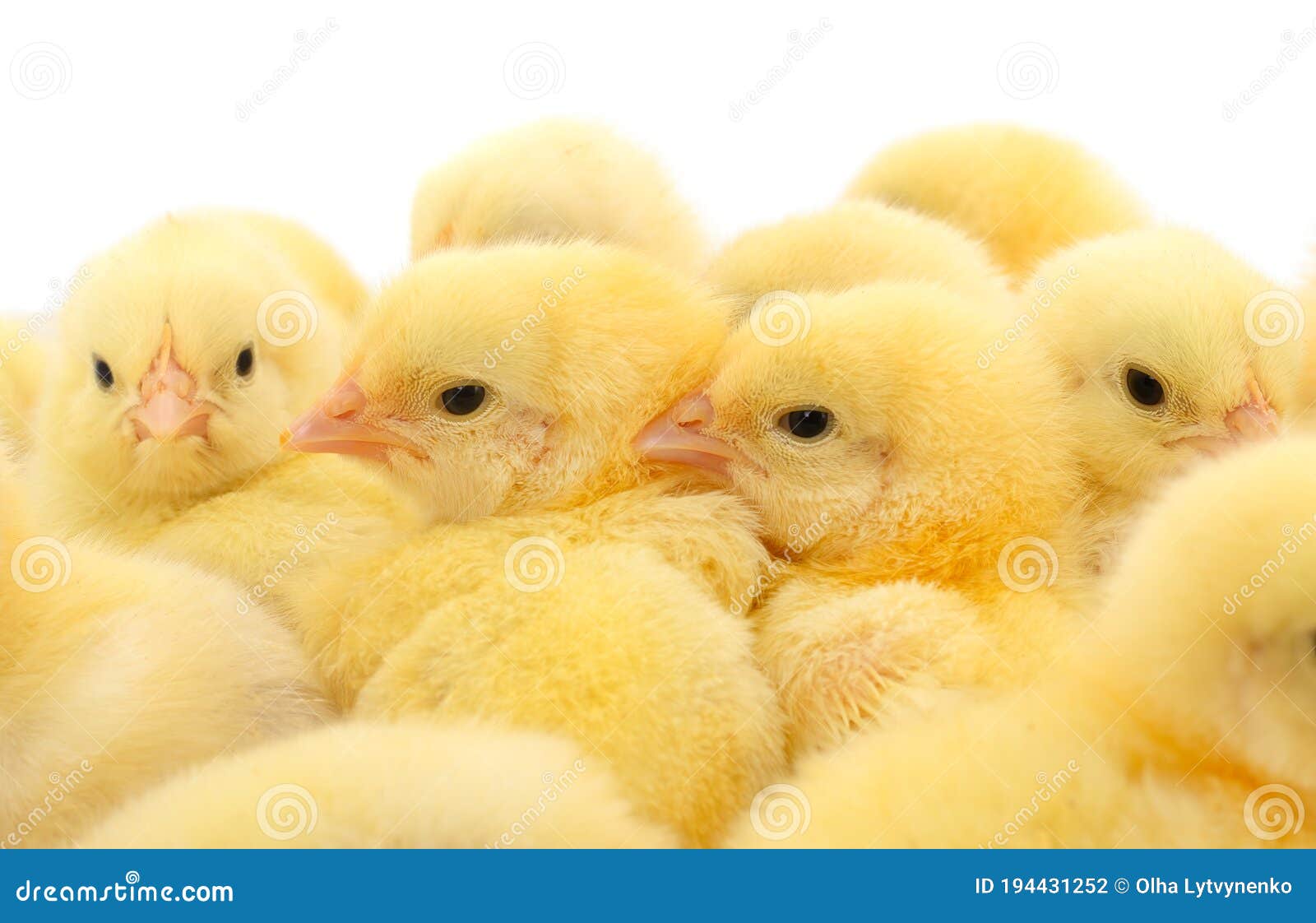 A Texture of Baby Domestic Chickens Stock Photo - Image of chick ...