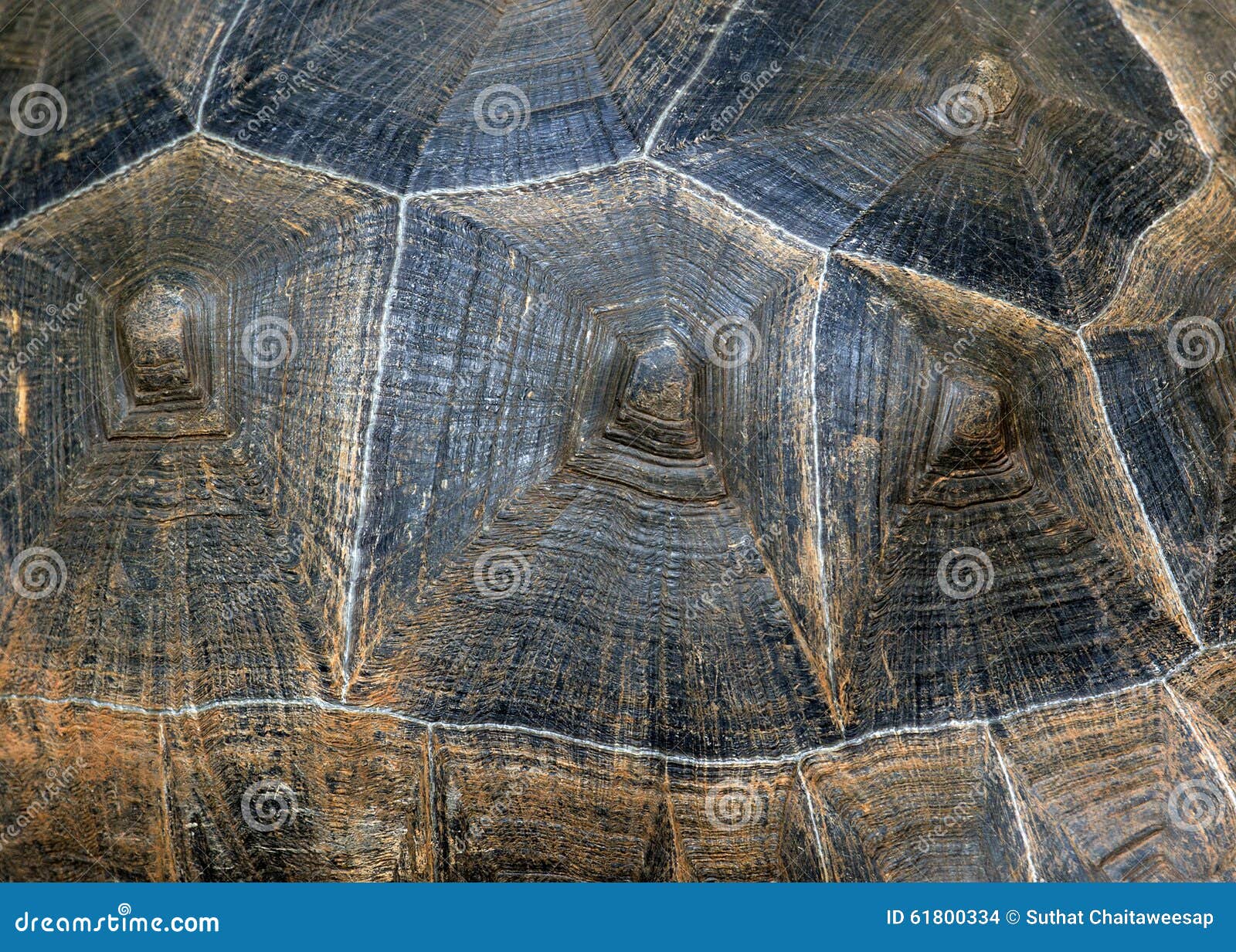 Back Of Turtle Texture. Stock Image | CartoonDealer.com #126754435