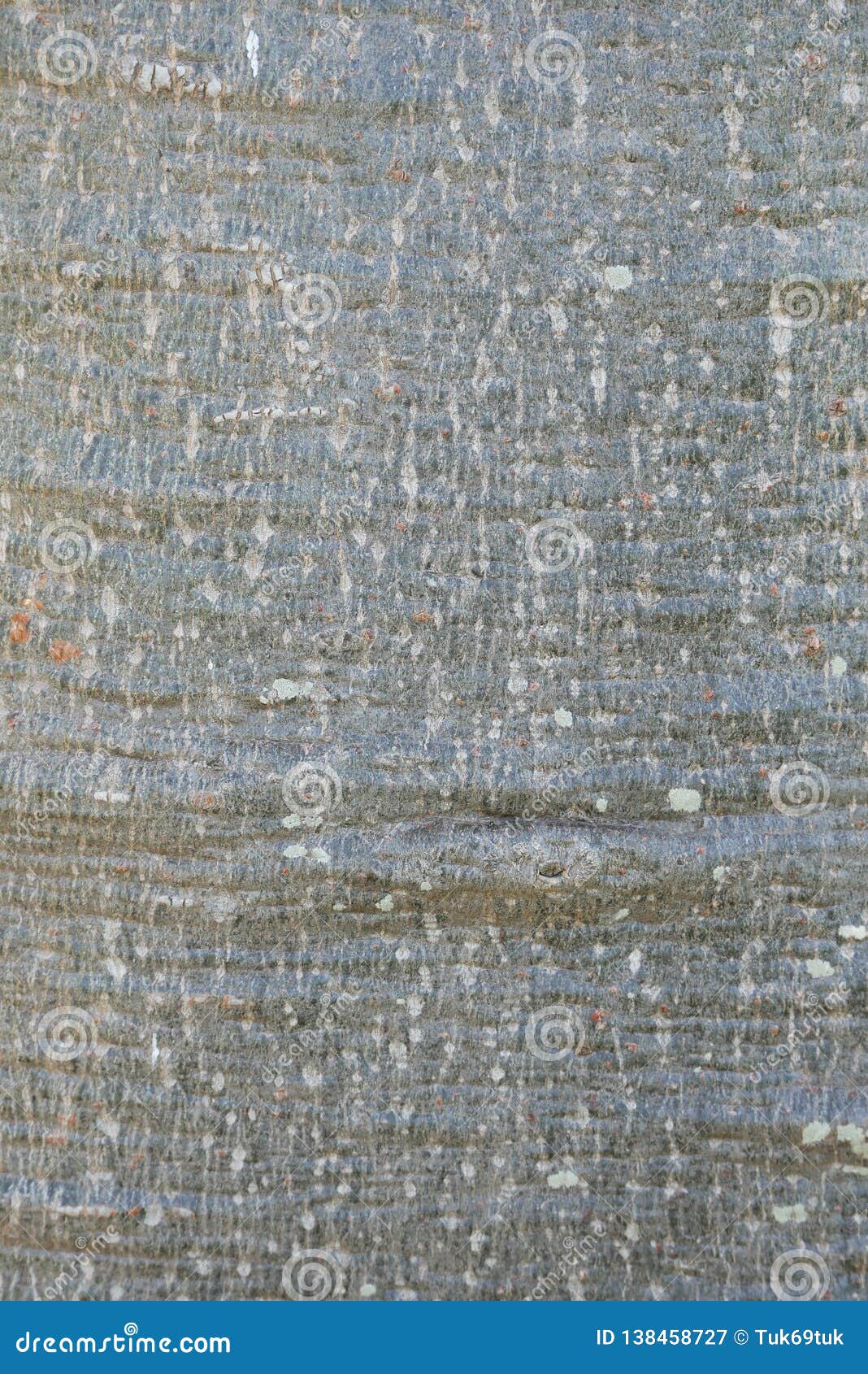 Texture Background African Baobab Tree or Monkey Bread Stock Image ...