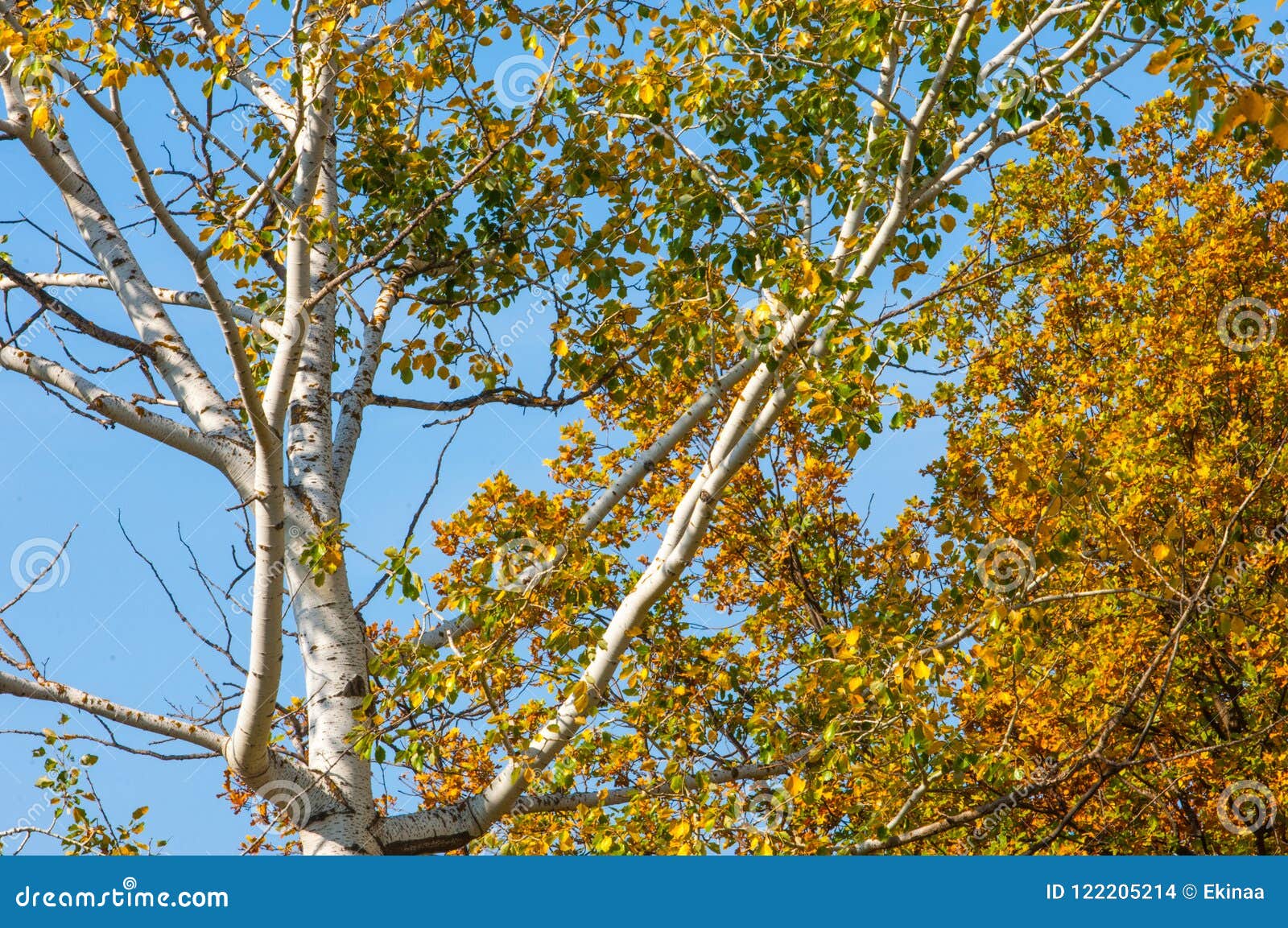 Texture, Background. Aspen Tree, the Top of the Tree, the Tree C Stock ...