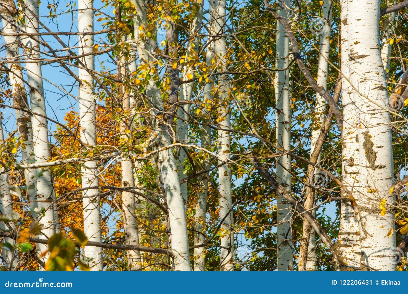 Texture, Background. Aspen Tree, the Top of the Tree, the Tree C Stock ...