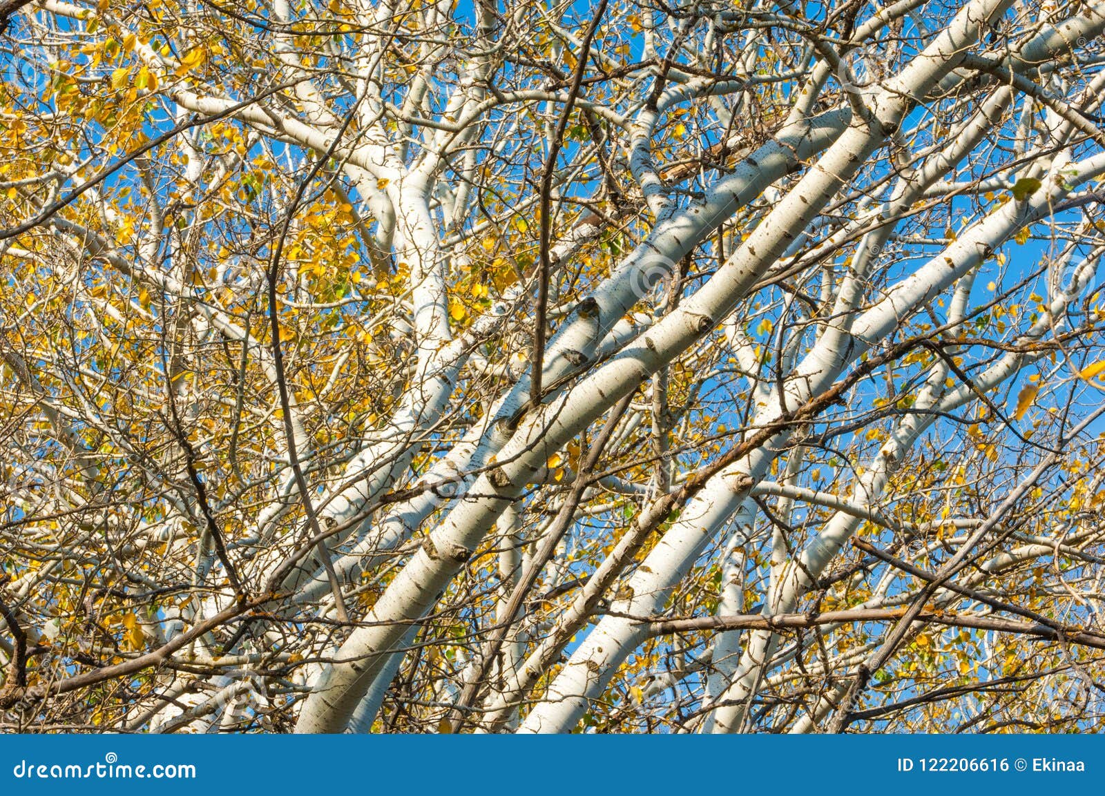 Texture, Background. Aspen Tree, the Top of the Tree, the Tree C Stock ...