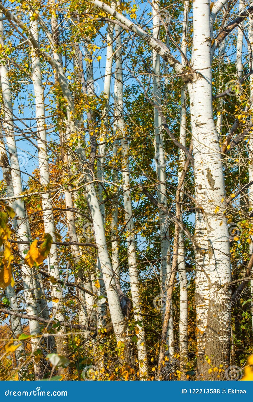 Texture, Background. Aspen Tree, the Top of the Tree, the Tree C Stock ...