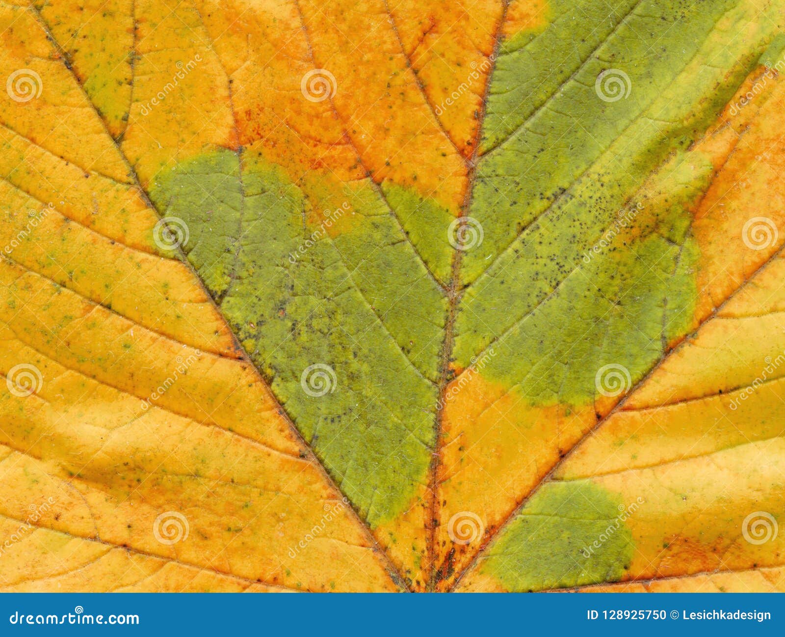 Texture Background Autumn Leaf. Fall Foliage Texture Stock Photo ...